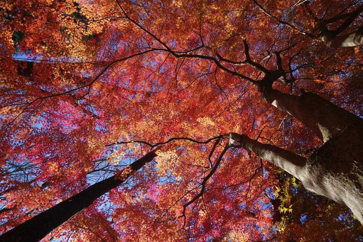 霧山🐼 / ida☆tennさんの霧山の活動データ | YAMAP / ヤマップ