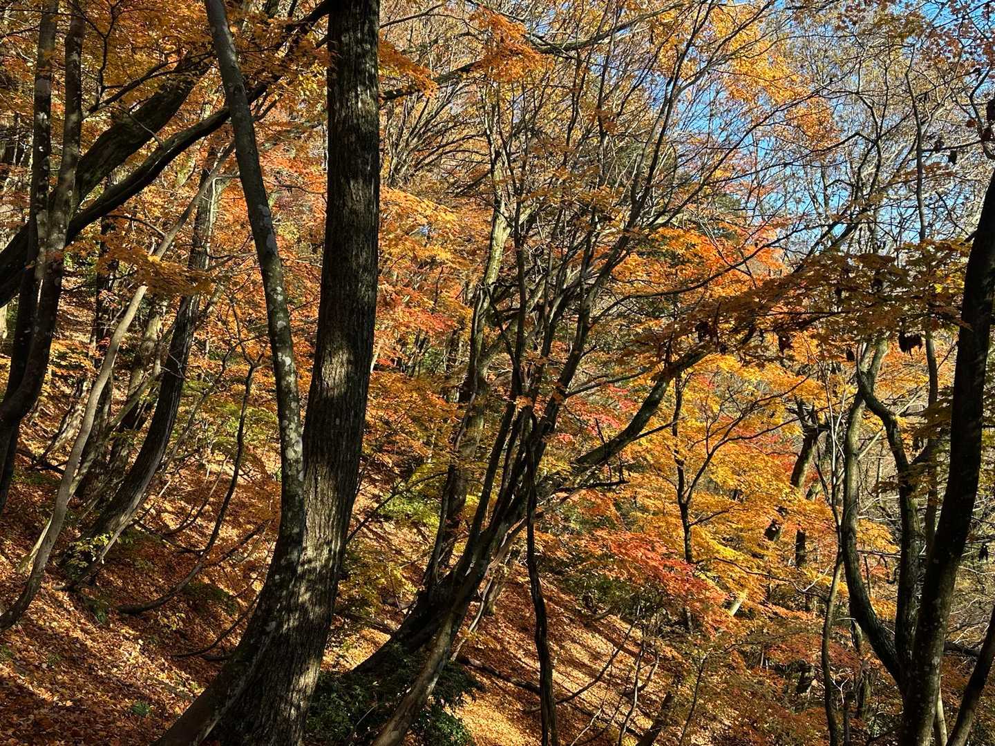 文殊山 / ゆきさんの文殊山の活動データ | YAMAP / ヤマップ