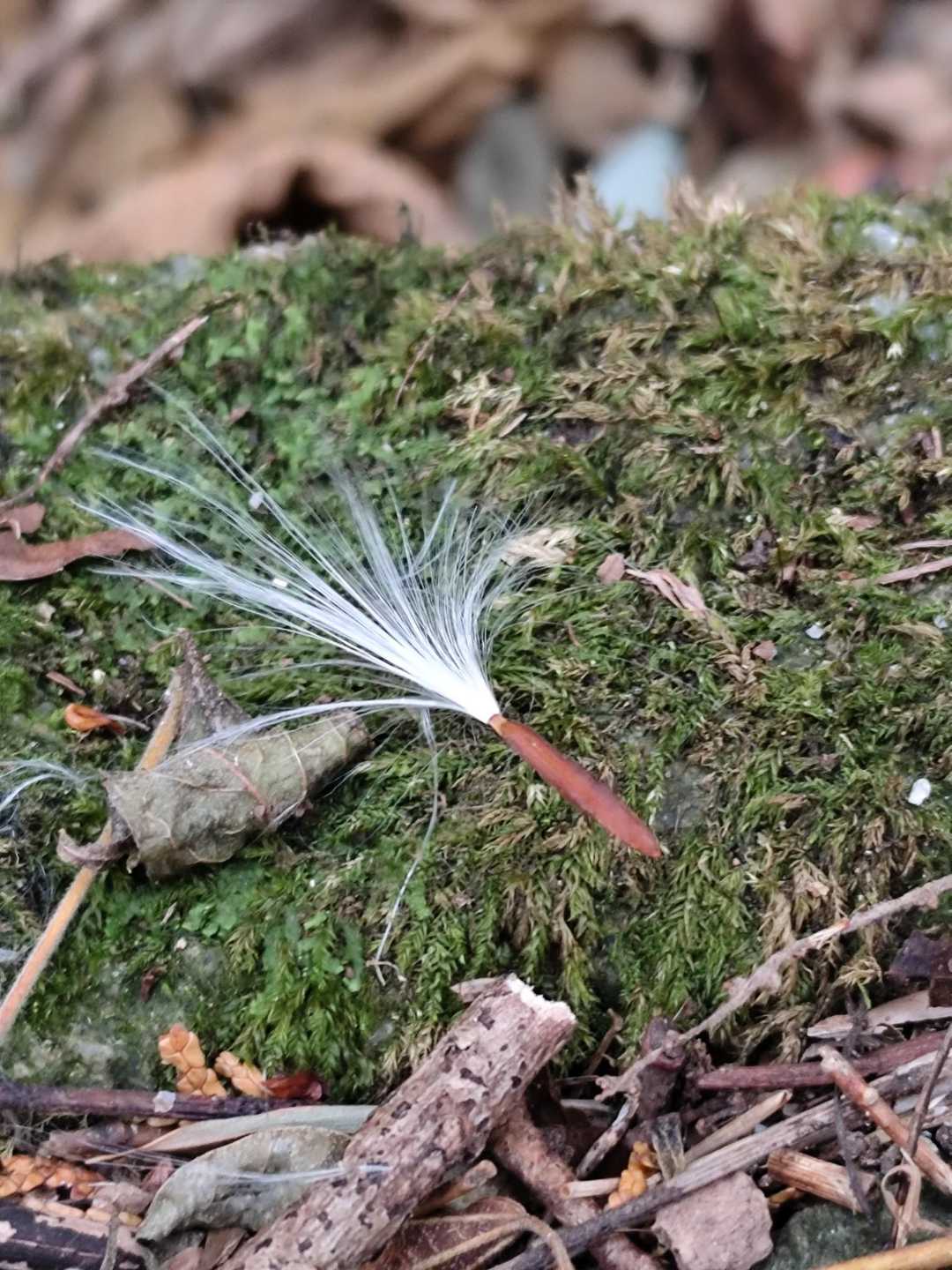 宝満山77回目 / じゅんじゅんさんの宝満山・三郡山・若杉山の活動データ | YAMAP / ヤマップ