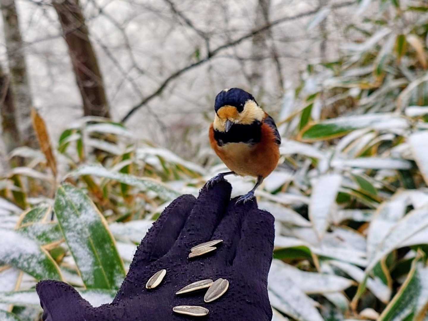 金剛山 細尾谷↑ 香楠荘尾根↓ / kazu5iさんの金剛山・二上山・大和葛城山の活動データ | YAMAP / ヤマップ