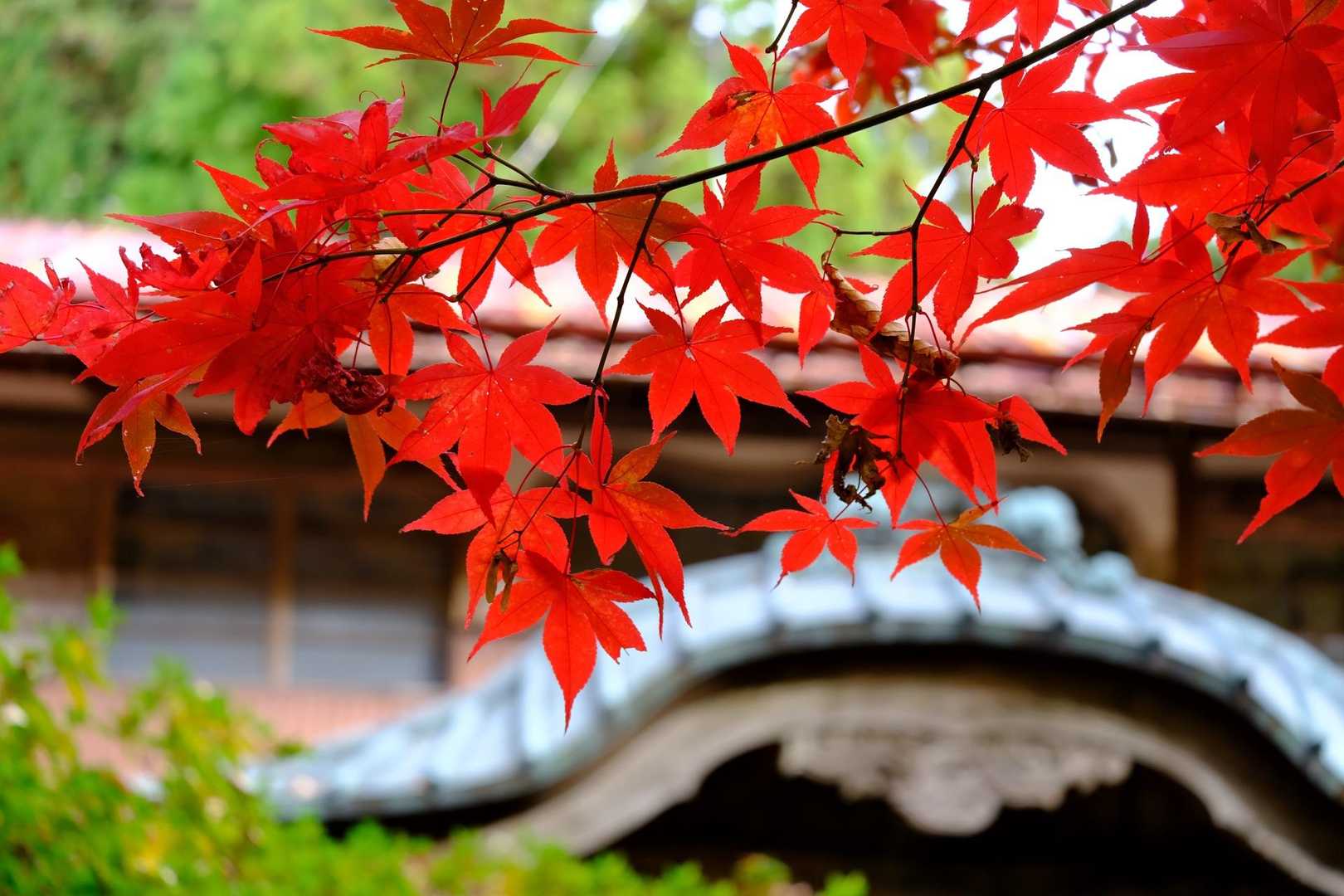 大山 / タカナオさんの大山の活動データ | YAMAP / ヤマップ