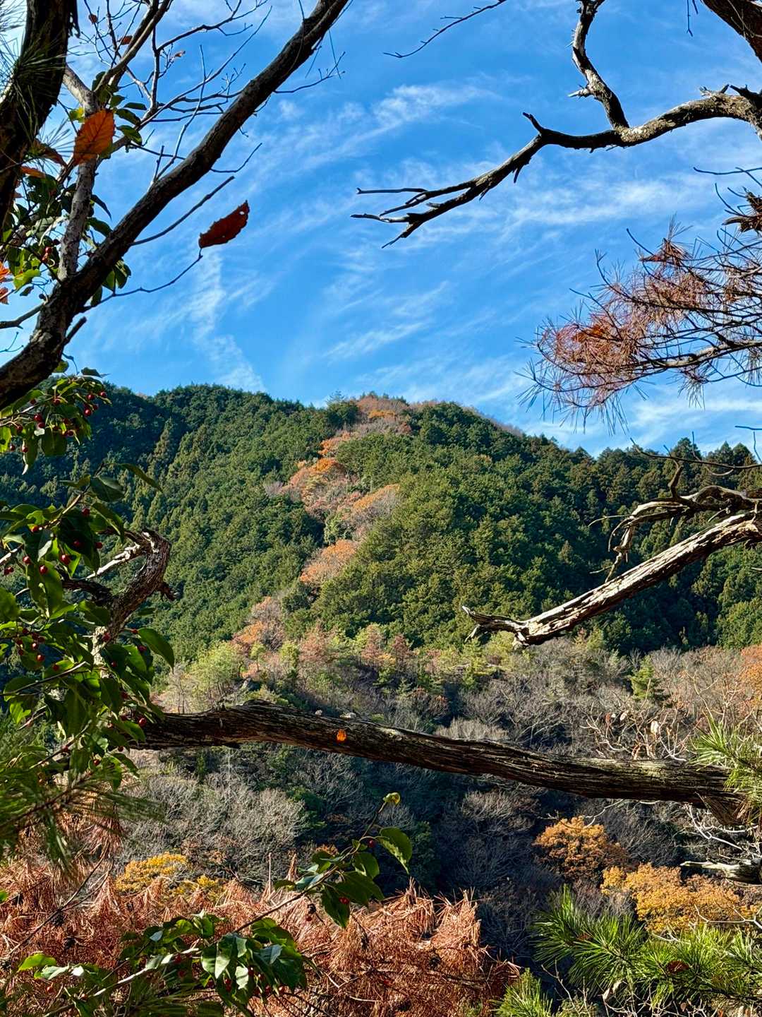 私は、⚡ｲﾅｽﾞﾏ⚡派です😤 / かりんさんの金剛山・二上山・大和葛城山の活動データ | YAMAP / ヤマップ