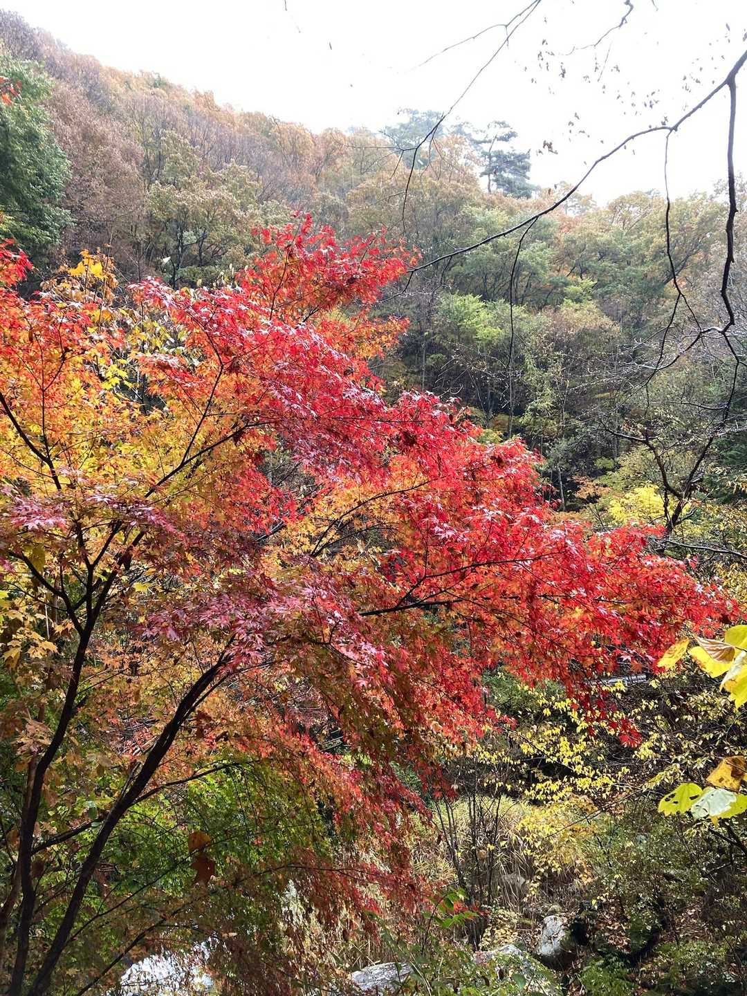増富もみじ祭りウォーク / meshikoさんの瑞牆山・金峰山の活動データ | YAMAP / ヤマップ