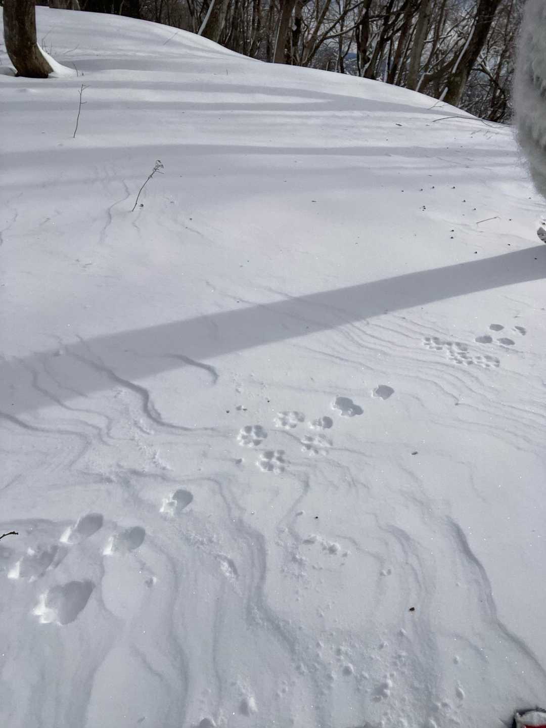 【東海百山】アルパインウェアで登る小舟伏山・舟伏山【54座】 / たびのひとさんの舟伏山の活動データ | YAMAP / ヤマップ