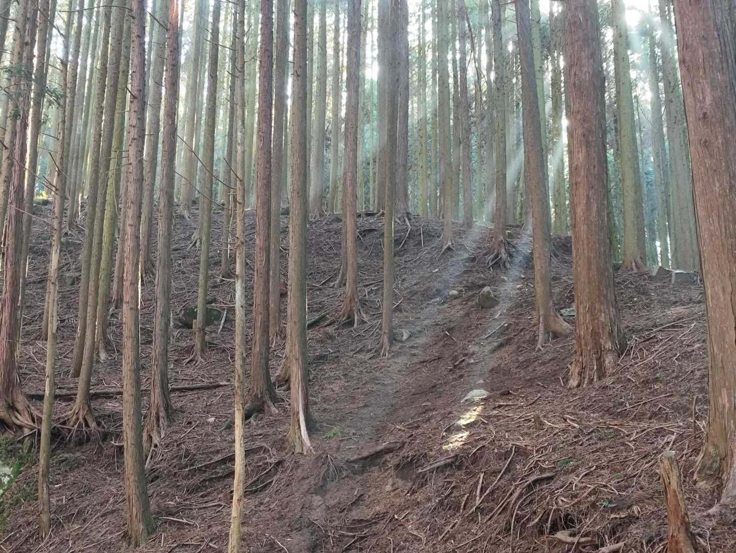 Bike and hike - 戸知山・石堂ヶ岡 / kost_japさんの六個山・鉢伏山・明ヶ田尾山・五月山の活動データ | YAMAP / ヤマップ