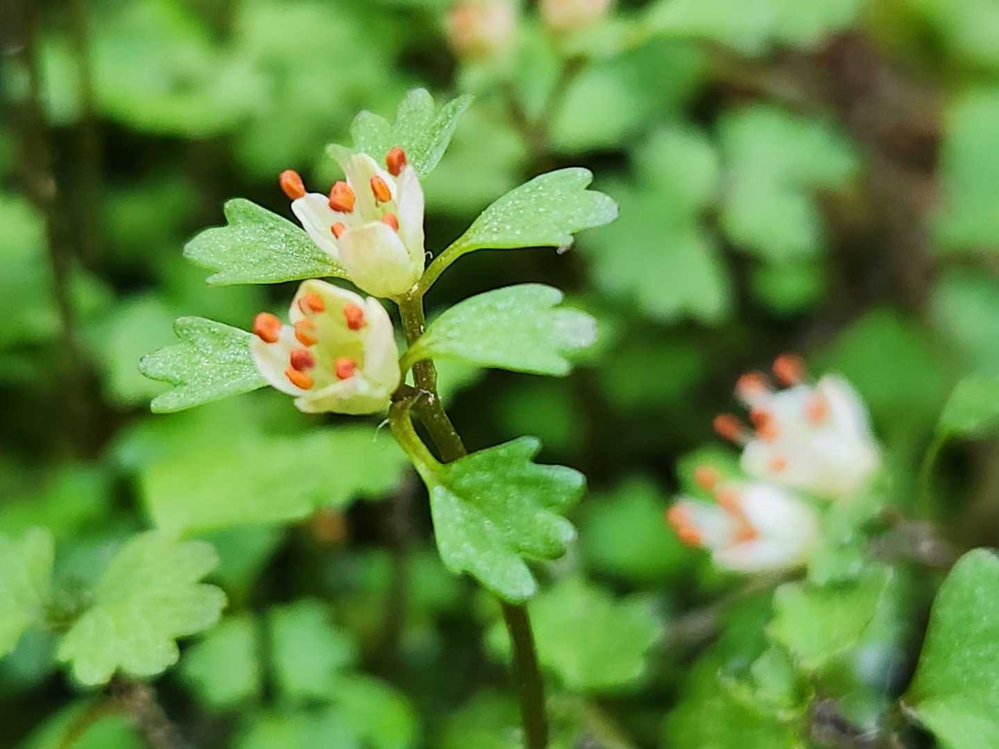 ハナネコノメ・イワウチワ ️花瓶山 / papiさんの花瓶山・見張山・戸屋山の活動データ | YAMAP / ヤマップ