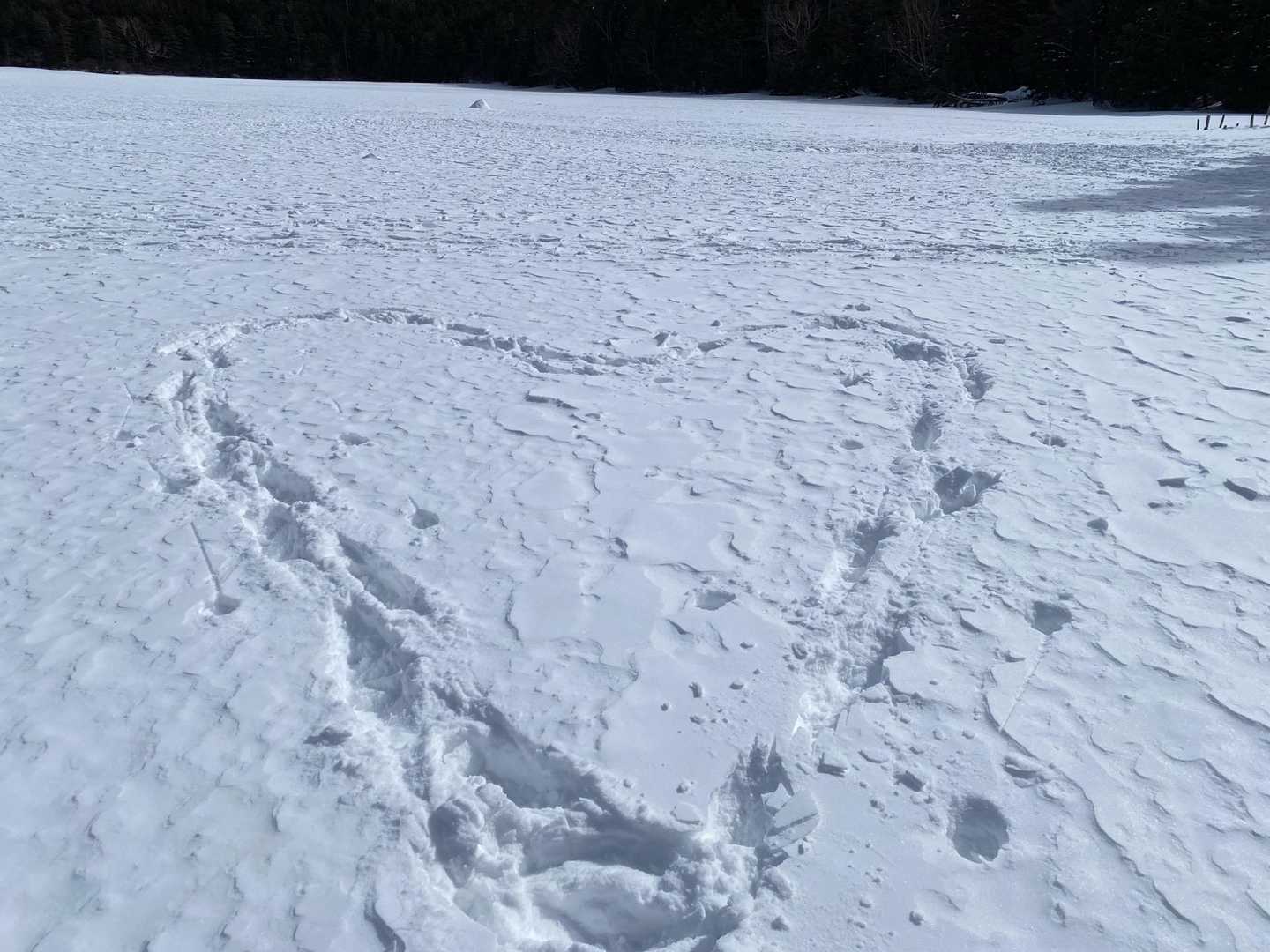 北八ヶ岳ハイク⛄️白駒池と茶臼山 / mtakoさんの蓼科山・横岳・縞枯山の活動データ | YAMAP / ヤマップ