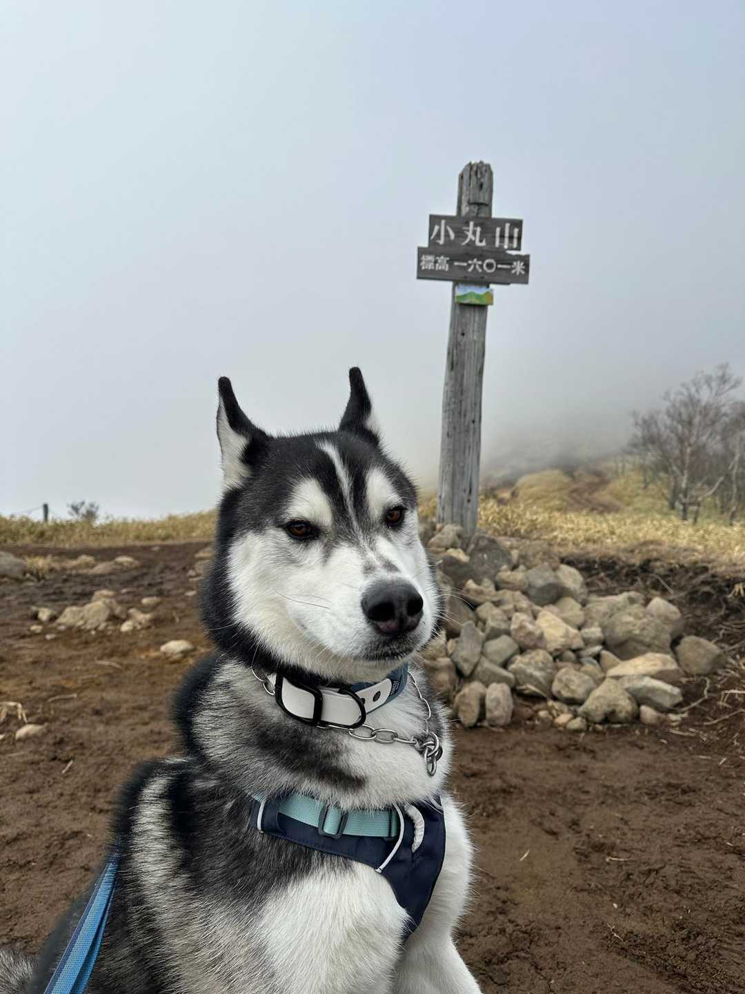 イッヌと丸山🐶 / もえさんの女峰山・赤薙山・大真名子山の活動データ | YAMAP / ヤマップ
