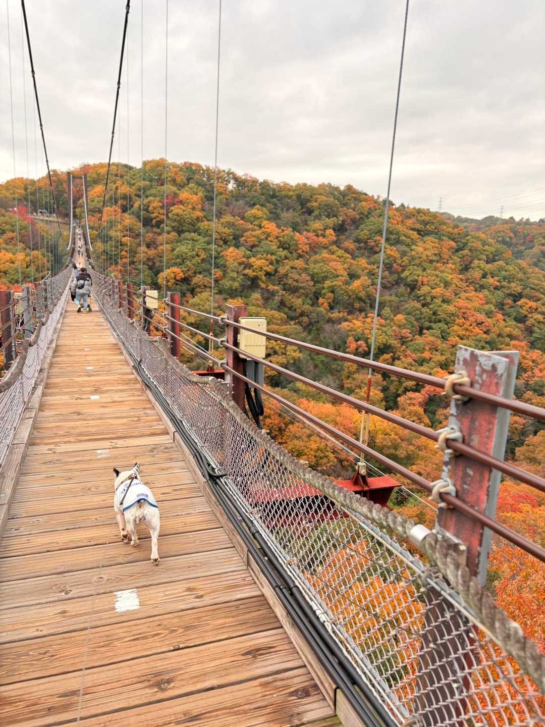 馬が嶺・日南山・菖蒲が滝山・穴虫山・白峯 / カジャカジャさんの交野山・国見山の活動データ | YAMAP / ヤマップ