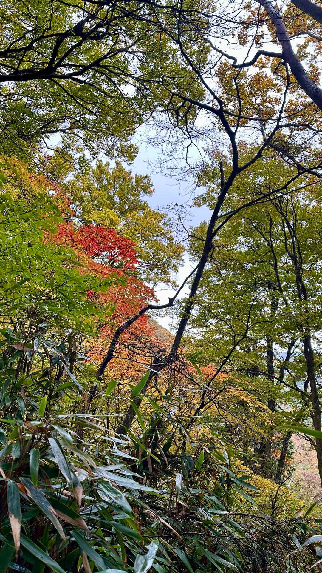 金剛山 #2 / Momoyoさんの金剛山・二上山・大和葛城山の活動データ | YAMAP / ヤマップ