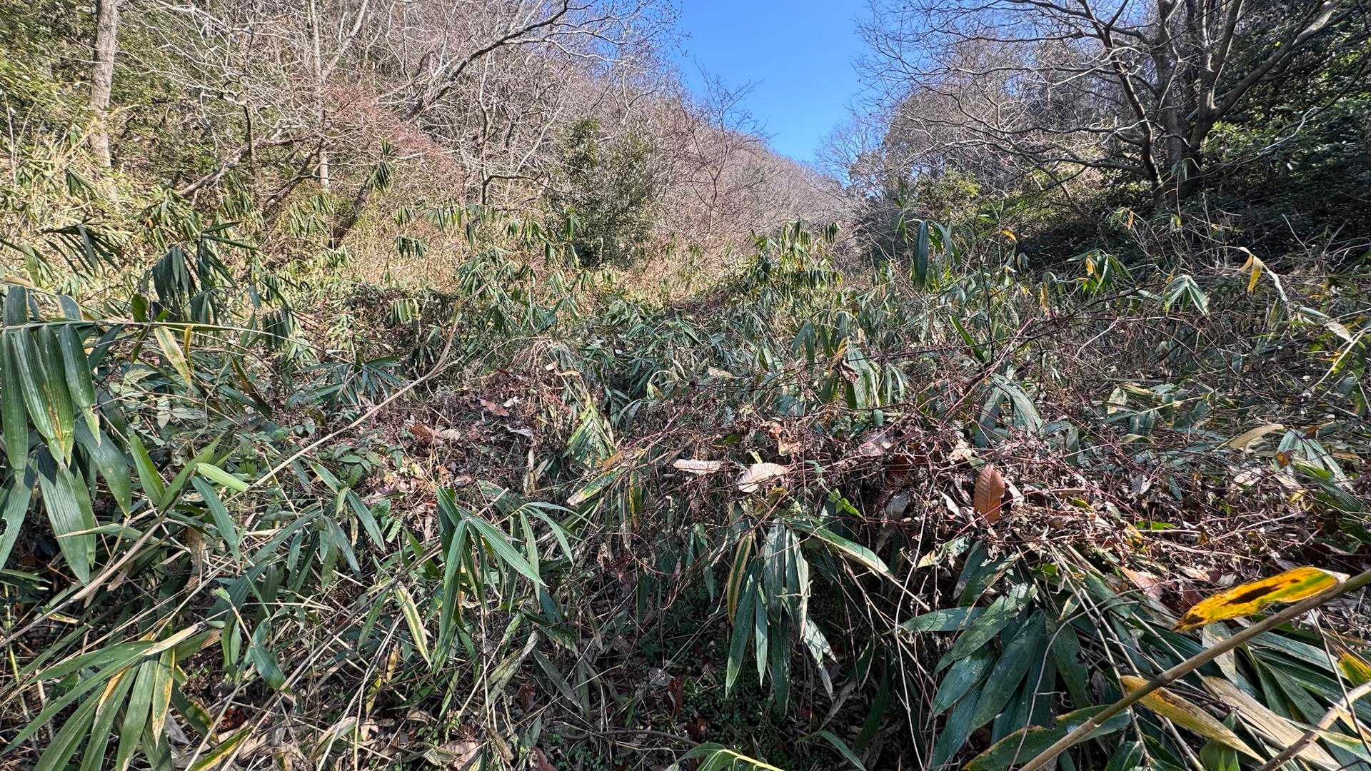 長見山-鶴羽山 / hiroさんの虎丸山・那智山・本宮山の活動データ | YAMAP / ヤマップ