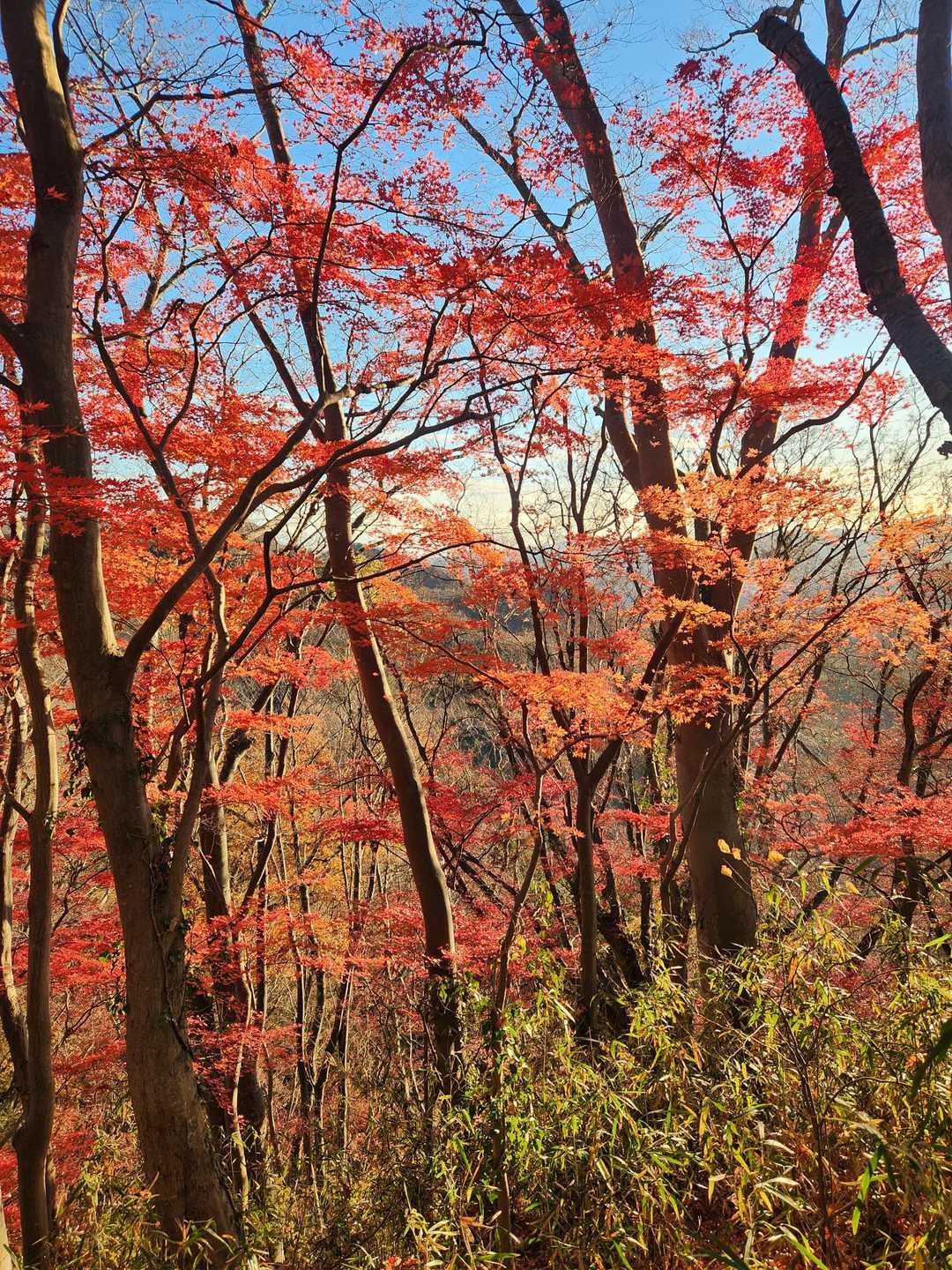 おかわり登山🍁月居山 / papiさんの生瀬富士・大子アルプスの活動データ | YAMAP / ヤマップ