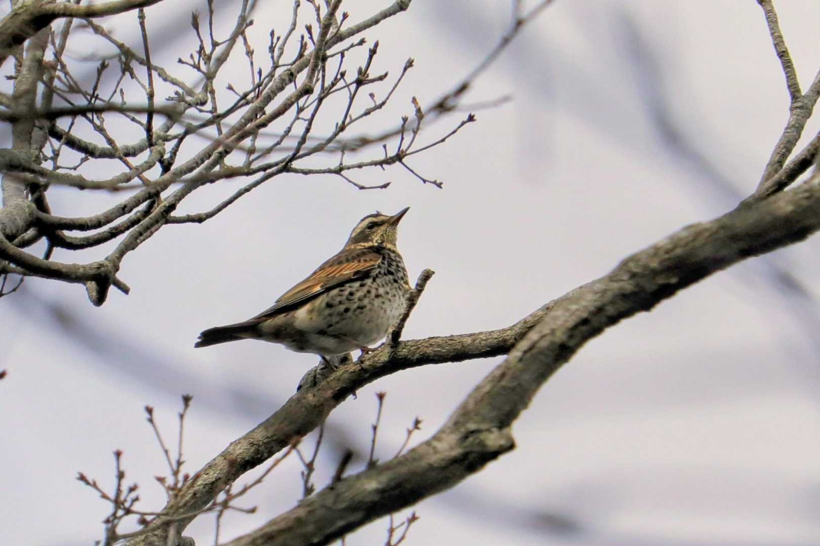 急遽茶臼山 / AYAさんの茶臼山・万灯山の活動データ | YAMAP / ヤマップ