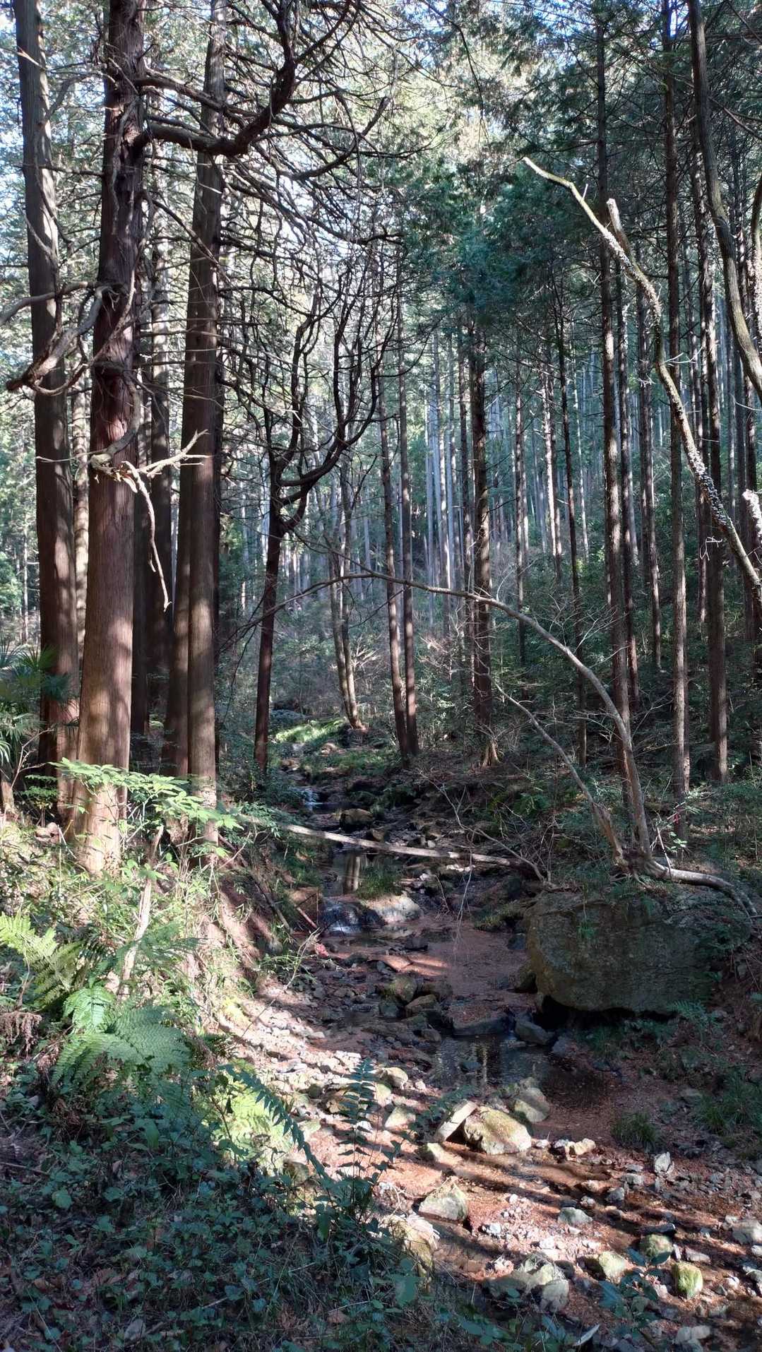 愛宕山・東ムカイ山・小瀬名富士・物見山・高指山・日和田山 / マベツーさんの天覧山・多峯主山・天覚山の活動データ | YAMAP / ヤマップ