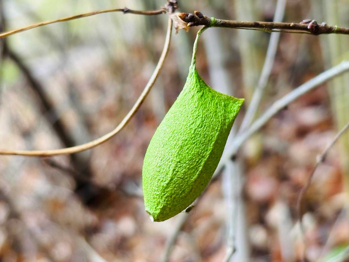 猫山 / タケミさんの東山の活動データ | YAMAP / ヤマップ