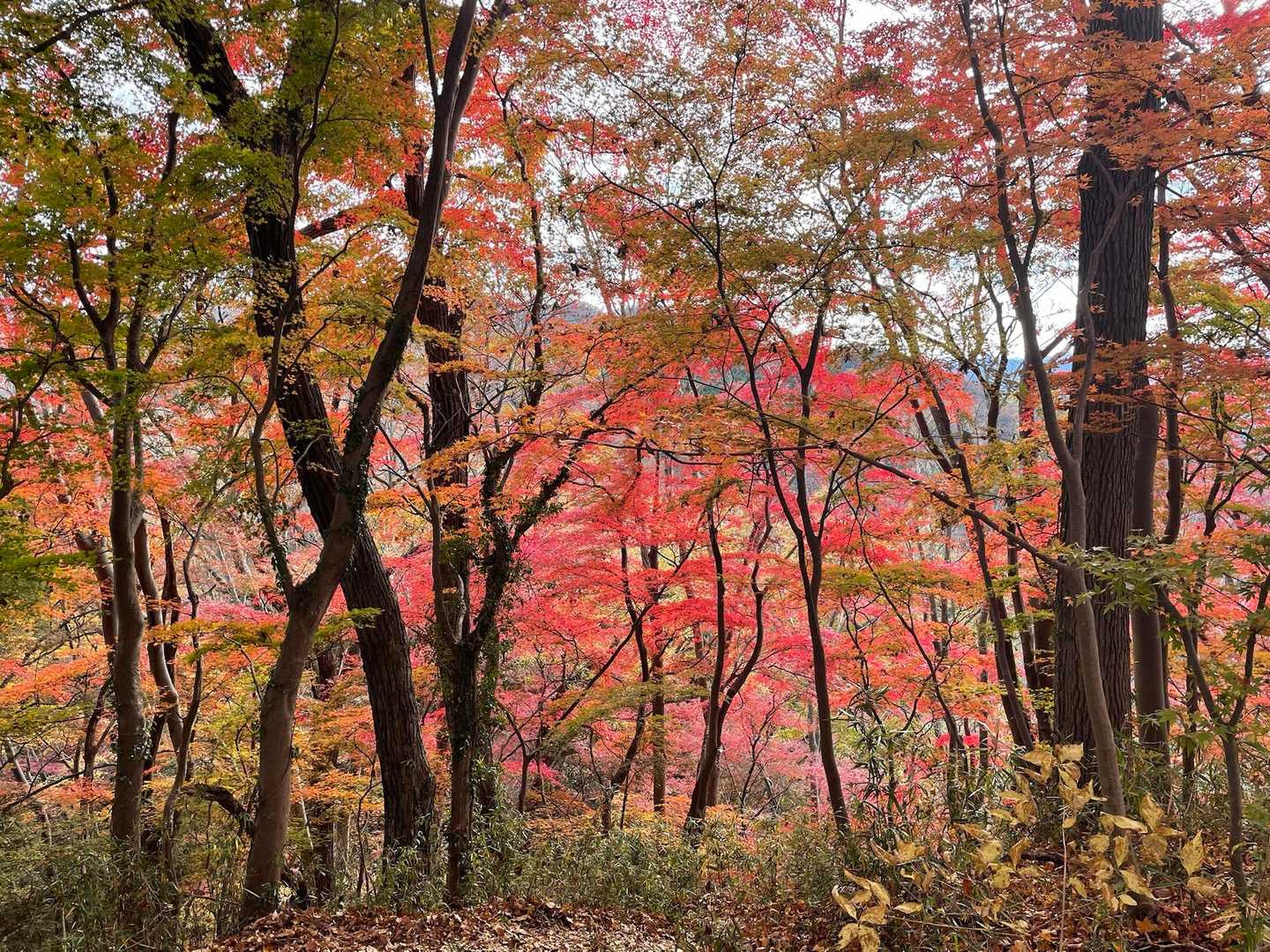 常陸国バッチ2025。 / sikaさんの奥久慈男体山・月居山・篭岩（篭岩山）の活動データ | YAMAP / ヤマップ
