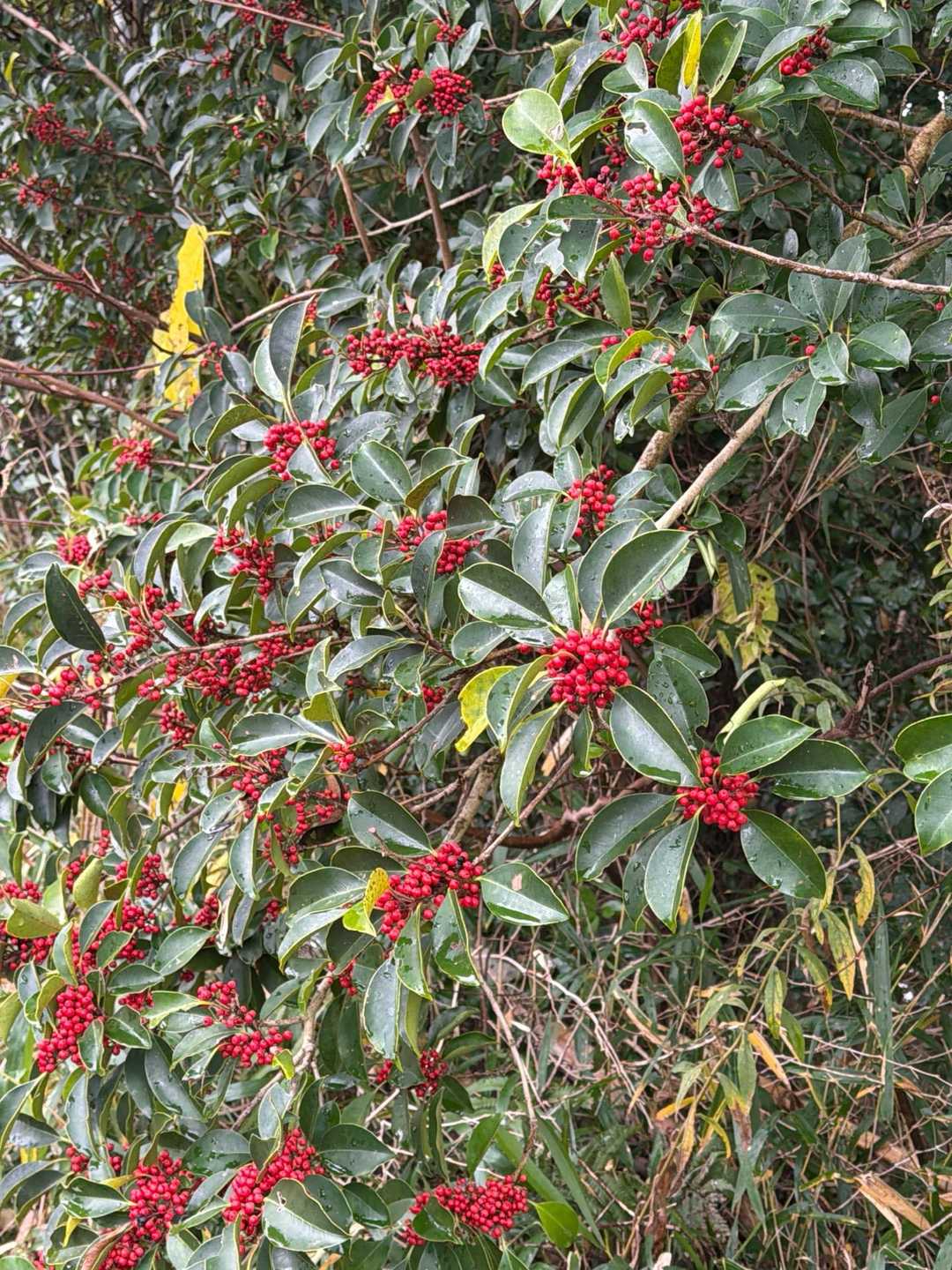 『糸島山歩会週一可也山』_今日も火山(ひやま) / harachans2001さんの可也山・火山の活動データ | YAMAP / ヤマップ