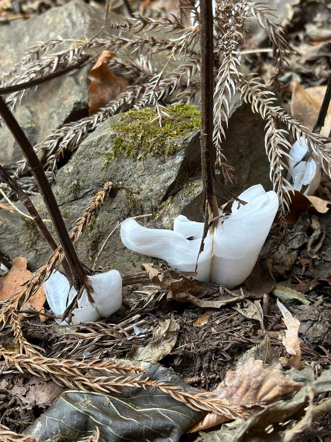 氷華を見に🥰扇山へ / ウルメさんの百蔵山・扇山・権現山の活動データ | YAMAP / ヤマップ
