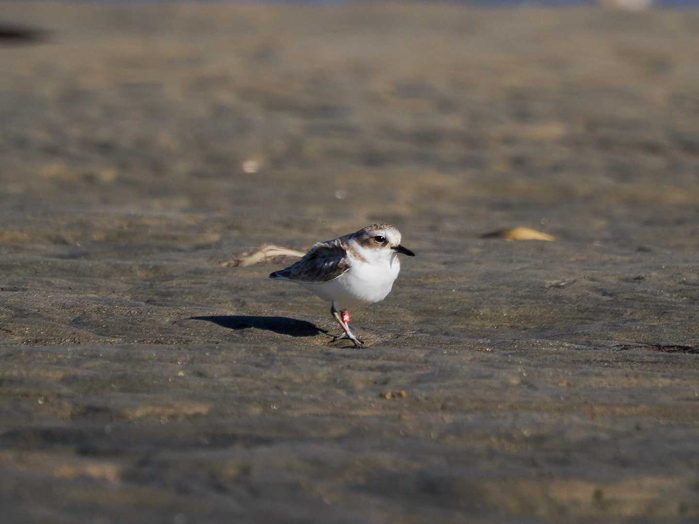 海鳥散歩 / ゅりぁさんのウォーキングの活動データ | YAMAP / ヤマップ