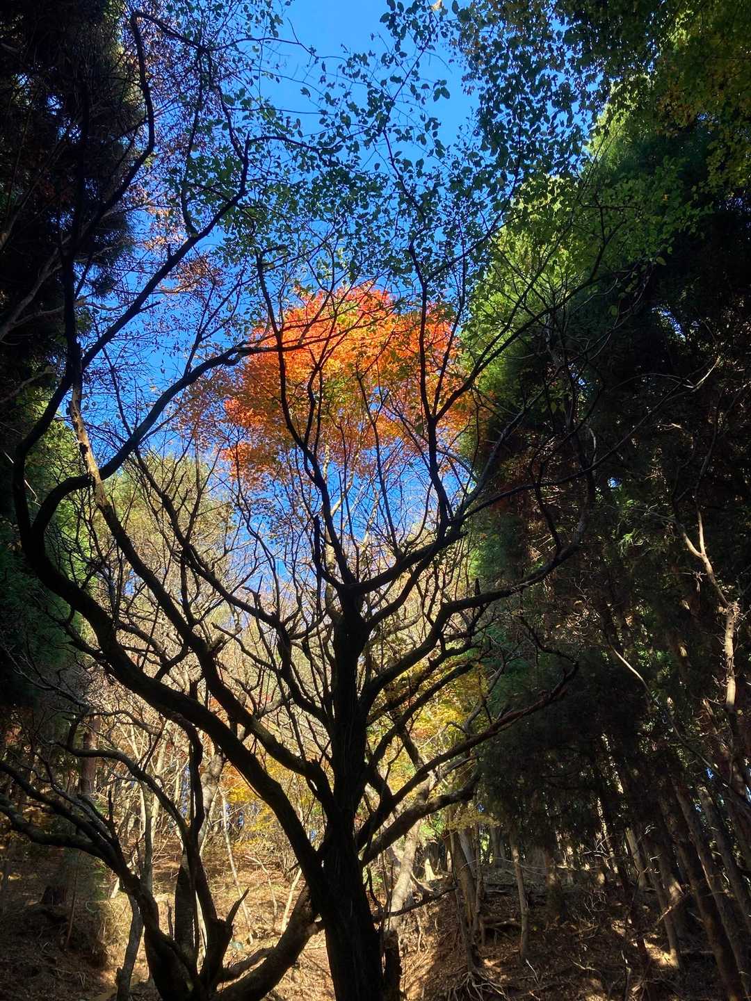 二ノ塔・三ノ塔・烏尾山・行者ヶ岳・政次郎ノ頭・新大日・木ノ又大日・塔ノ岳・花立ノ頭・堀山 / pineさんの塔ノ岳・丹沢山・蛭ヶ岳の活動データ | YAMAP / ヤマップ