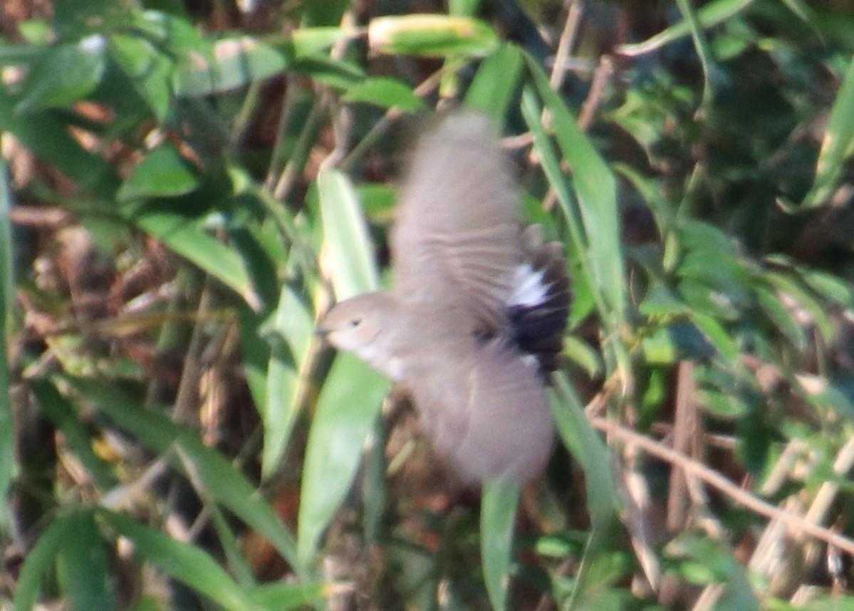 馬見丘陵公園🚶🐦️ / よしさんの明神山・玉手山の活動データ | YAMAP / ヤマップ