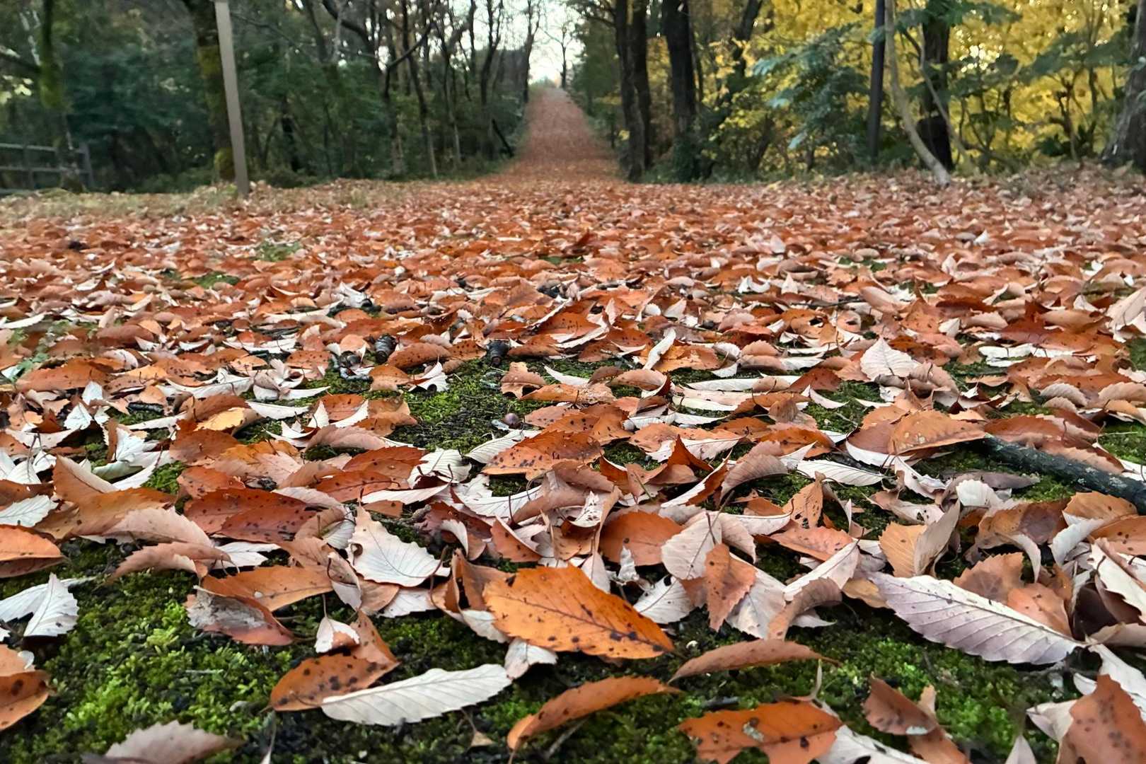 活動日数「500日」記念 ️〜 2兎越山 〜 / べくとるさんの足羽山・八幡山・兎越山の活動データ | YAMAP / ヤマップ