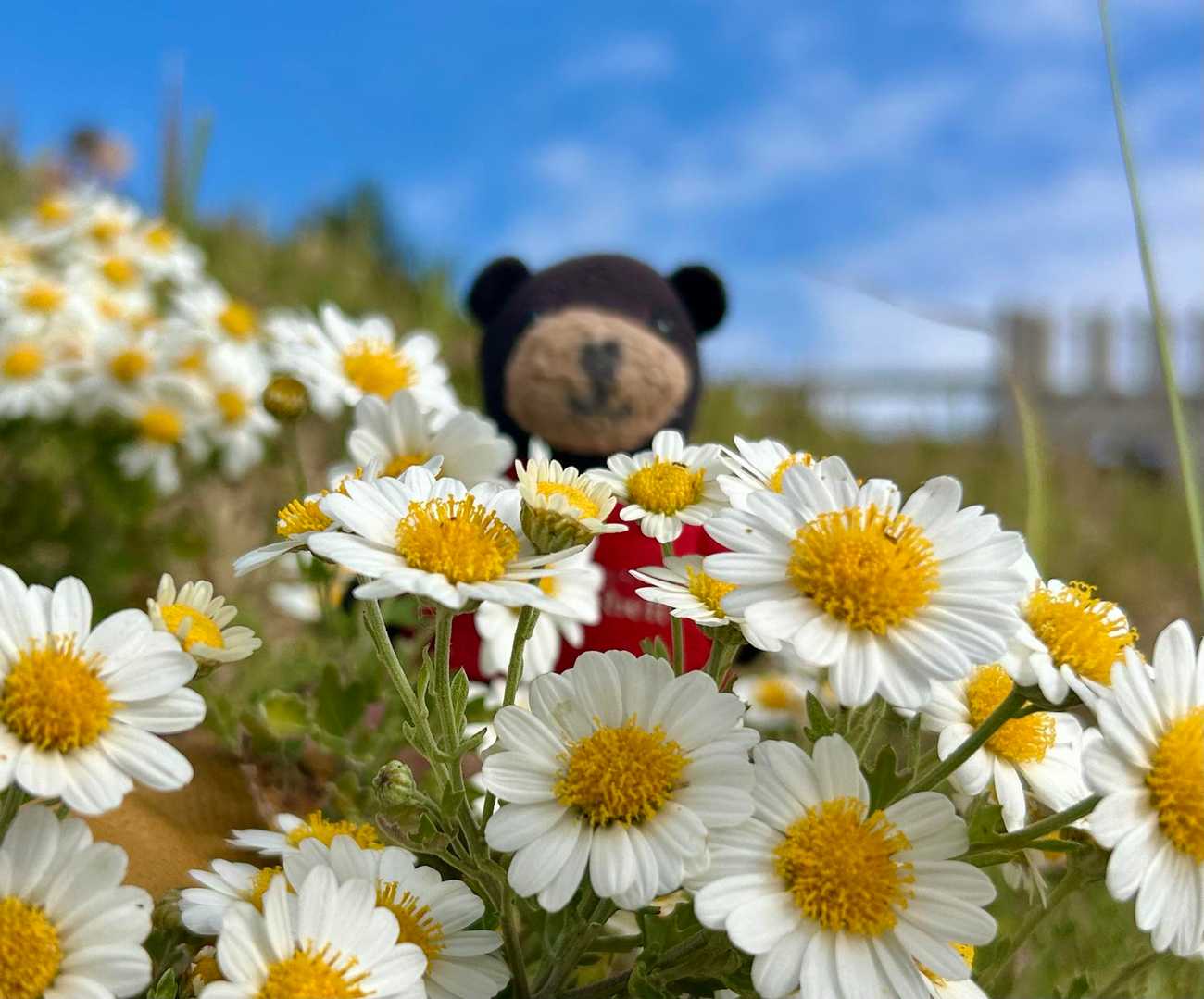 野路菊とツメレンゲ散策((´∀`*))高平山 / datinさんの高平山・仙崎山の活動データ | YAMAP / ヤマップ