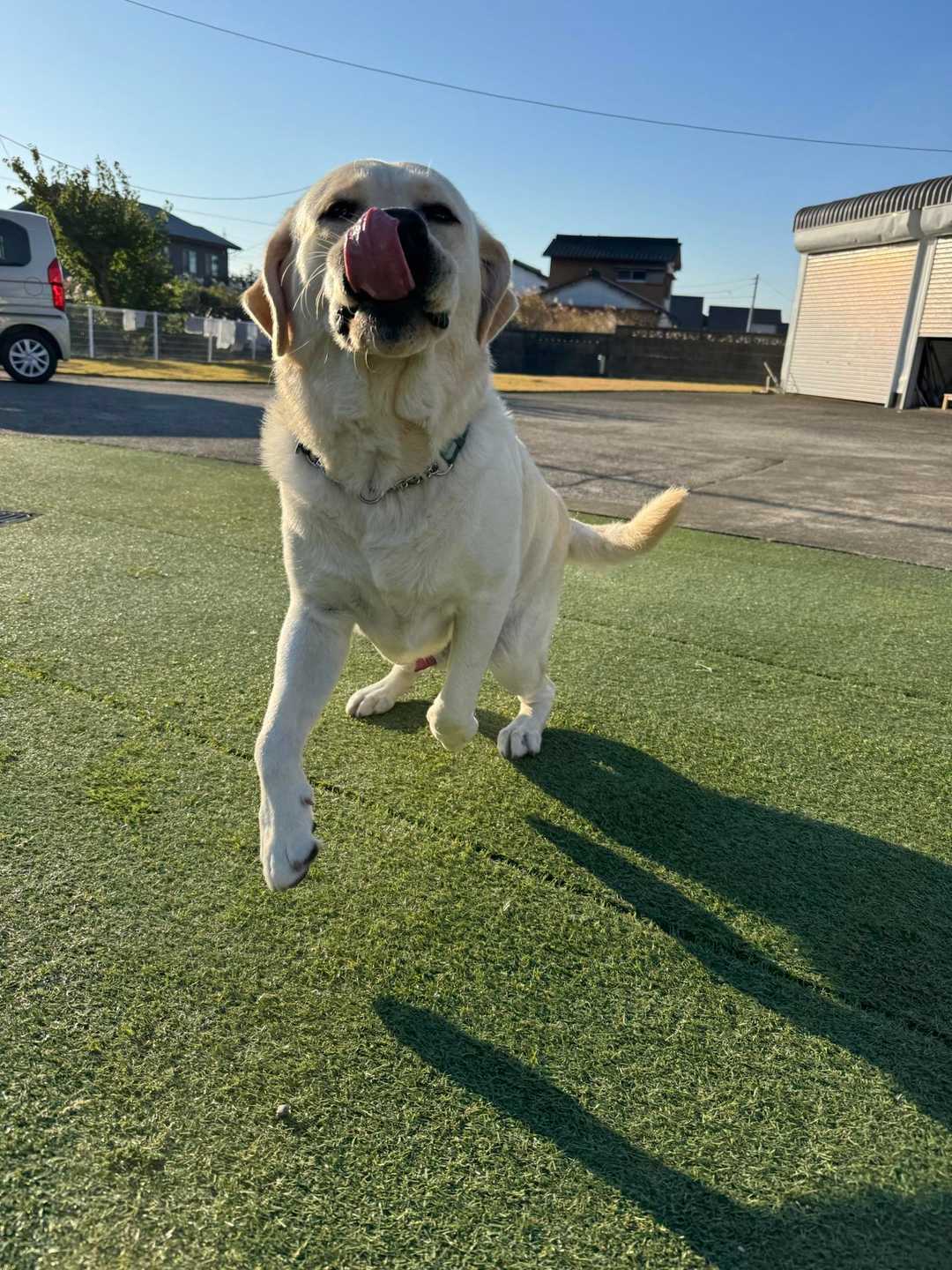 今日は、ワンコの出身、ラブ石川さん主催の... / marukoさんのモーメント | YAMAP / ヤマップ
