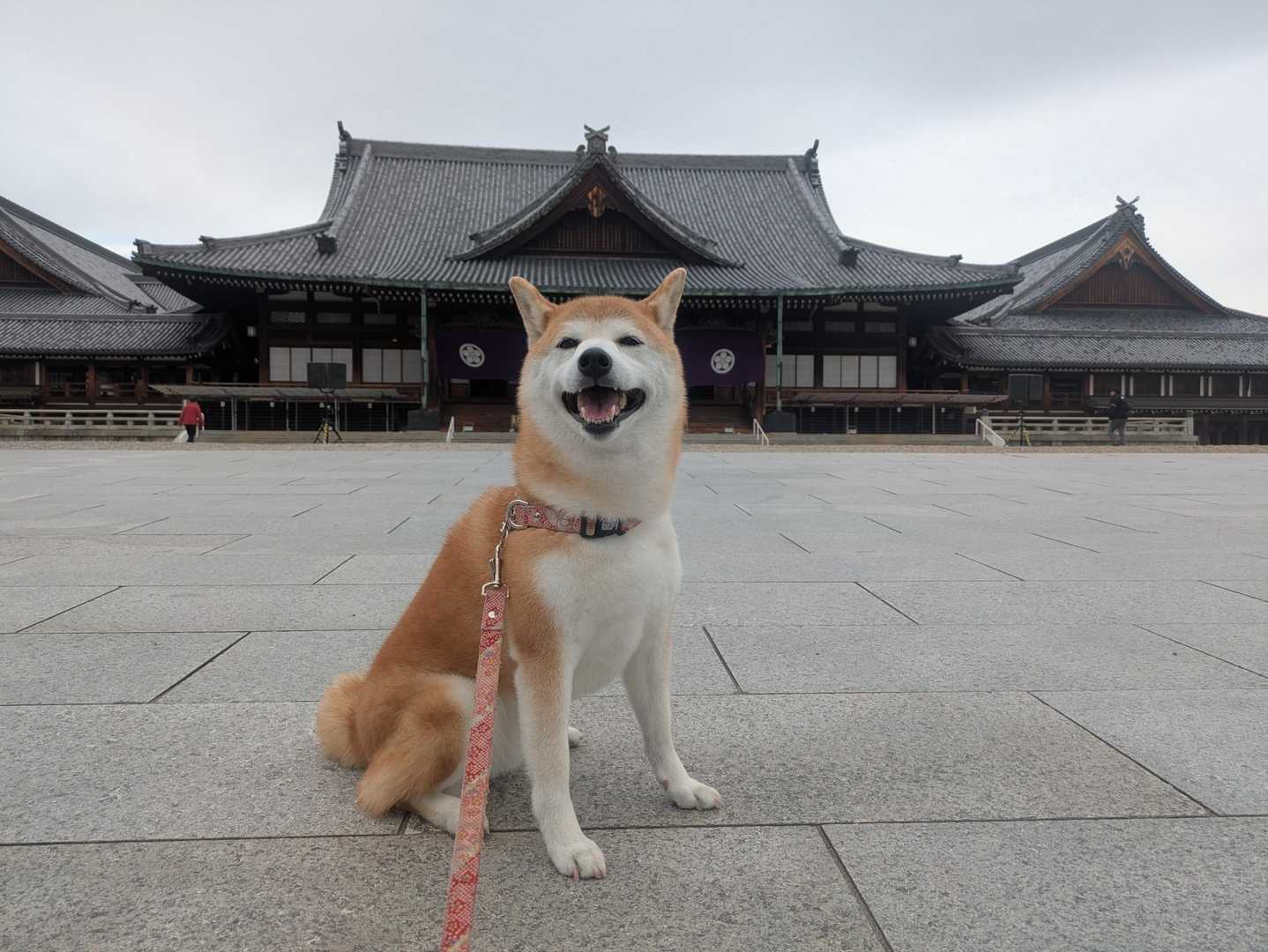徒歩団参7_JA天理〜天理教会本部-2026-01-15 / あんずママさんのウォーキングの活動データ | YAMAP / ヤマップ