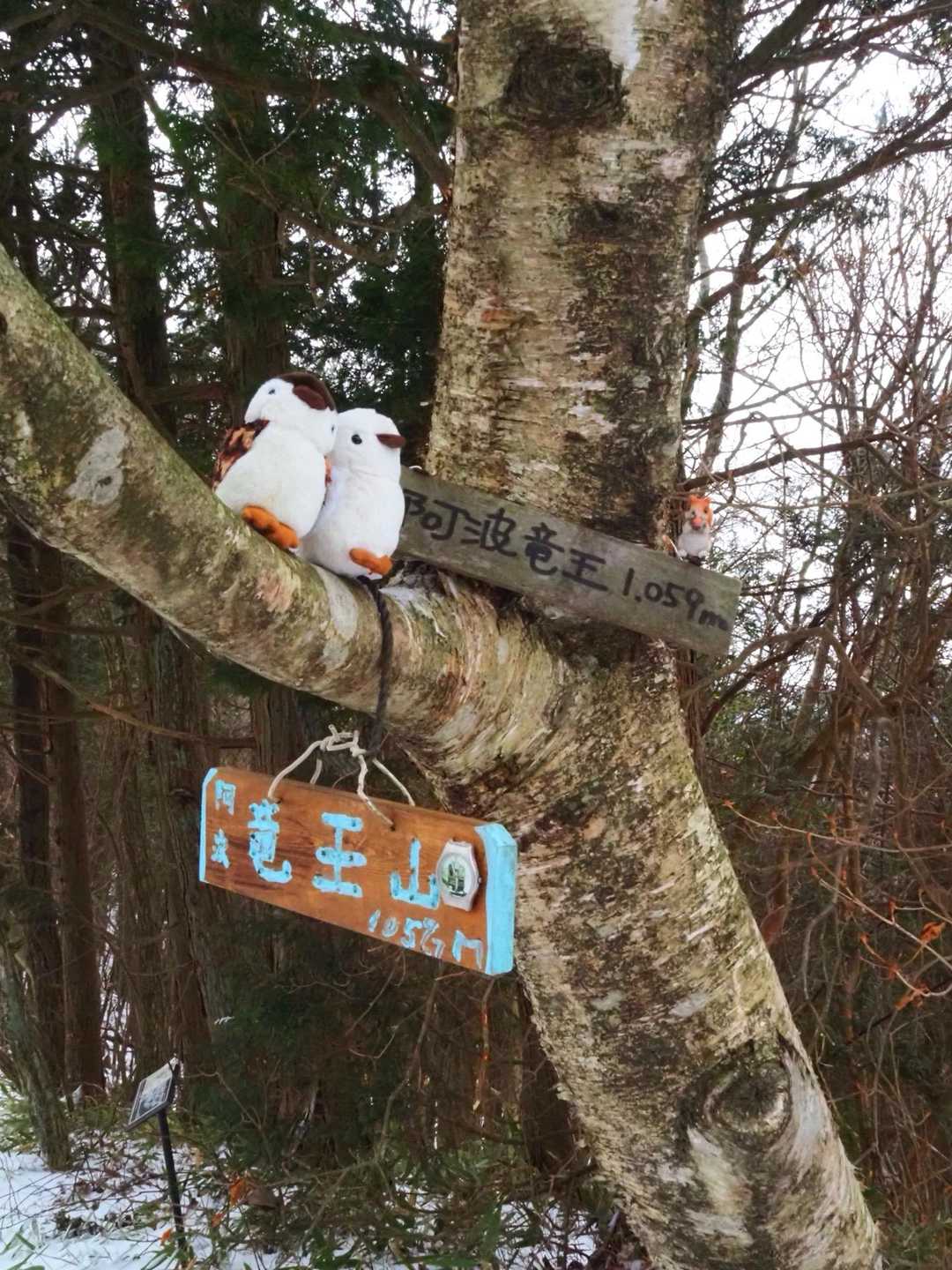 竜王 / おかめおーむさんの竜王山（讃岐山脈）・大川山の活動データ | YAMAP / ヤマップ