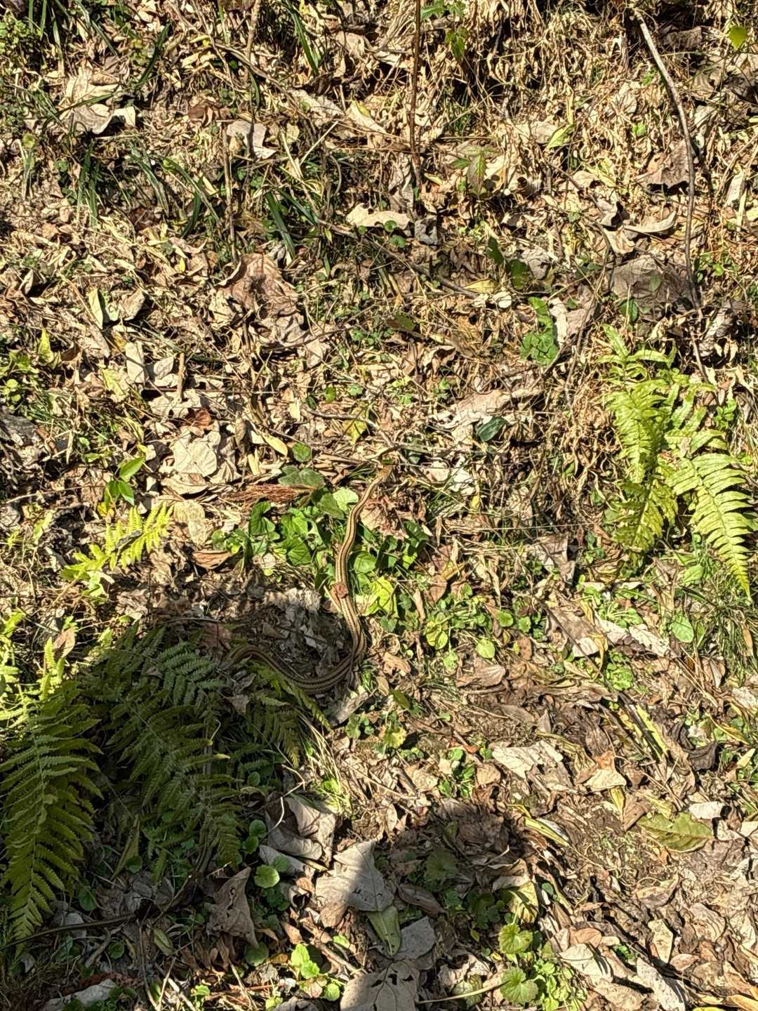 嶽山 / yuuさんの嶽山・若山・四熊ヶ岳の活動データ | YAMAP / ヤマップ