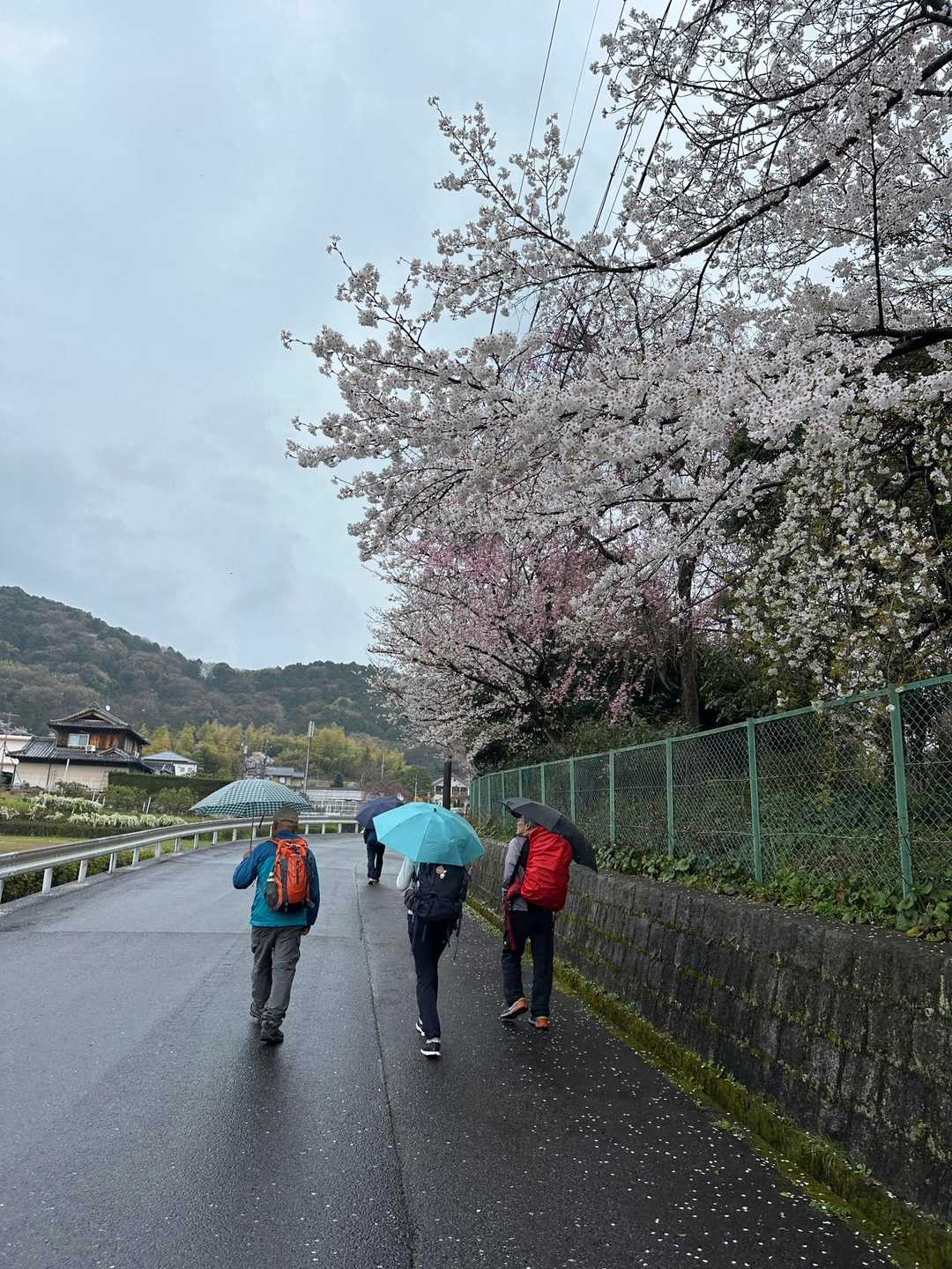 東谷山フルーツパークお花見ウォーキング-2025-04-06 / のんびり風子さんのウォーキングの活動データ | YAMAP / ヤマップ