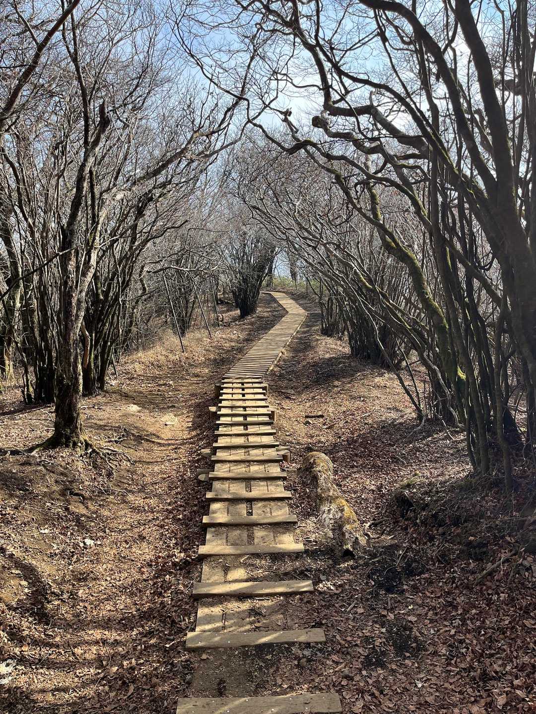 春嶽山・大山 / Marioさんの大山の活動データ | YAMAP / ヤマップ