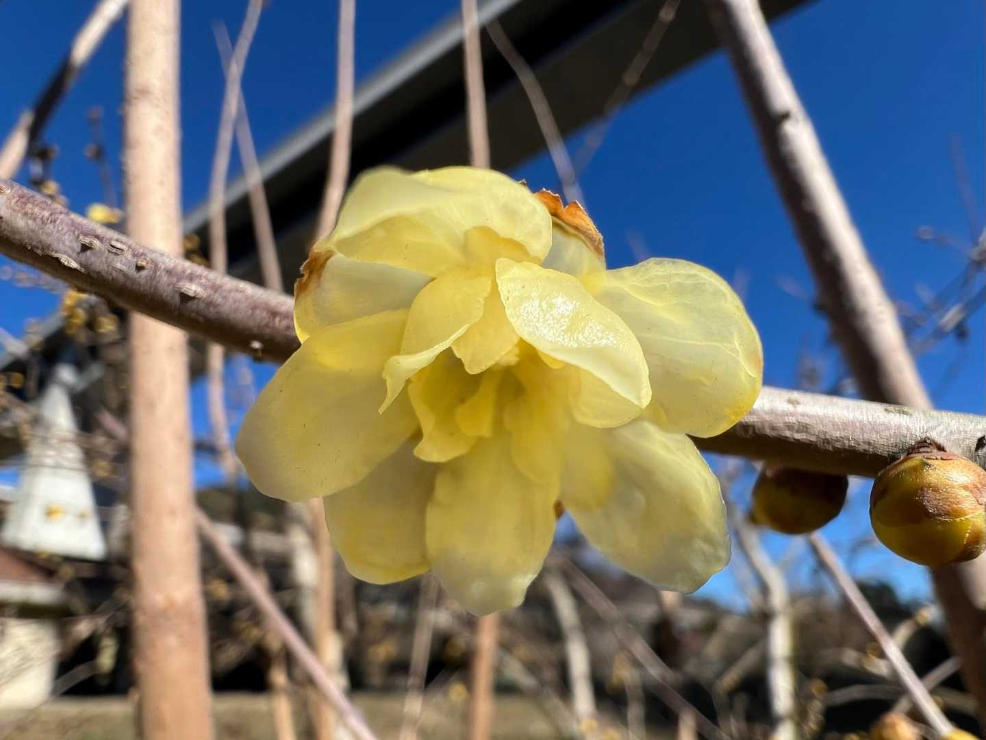 高尾山でぶらぶら（琵琶滝～1号～山頂～逆沢作業道～日影沢林道） / 山屋さんの高尾山・陣馬山・景信山の活動データ | YAMAP / ヤマップ