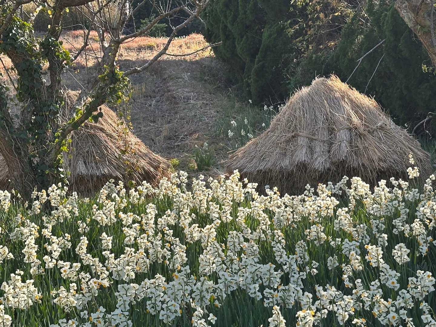 鋸山からの水仙ロード / cocoさんの鋸山の活動データ | YAMAP / ヤマップ