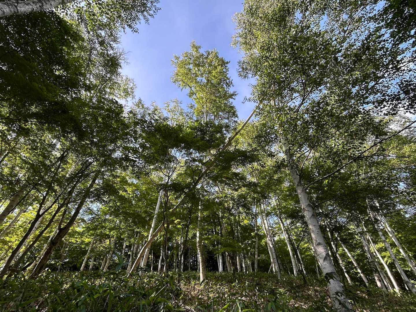 県民の森から白樺林へ / のり3さんの比婆山・立烏帽子山・吾妻山の活動データ | YAMAP / ヤマップ