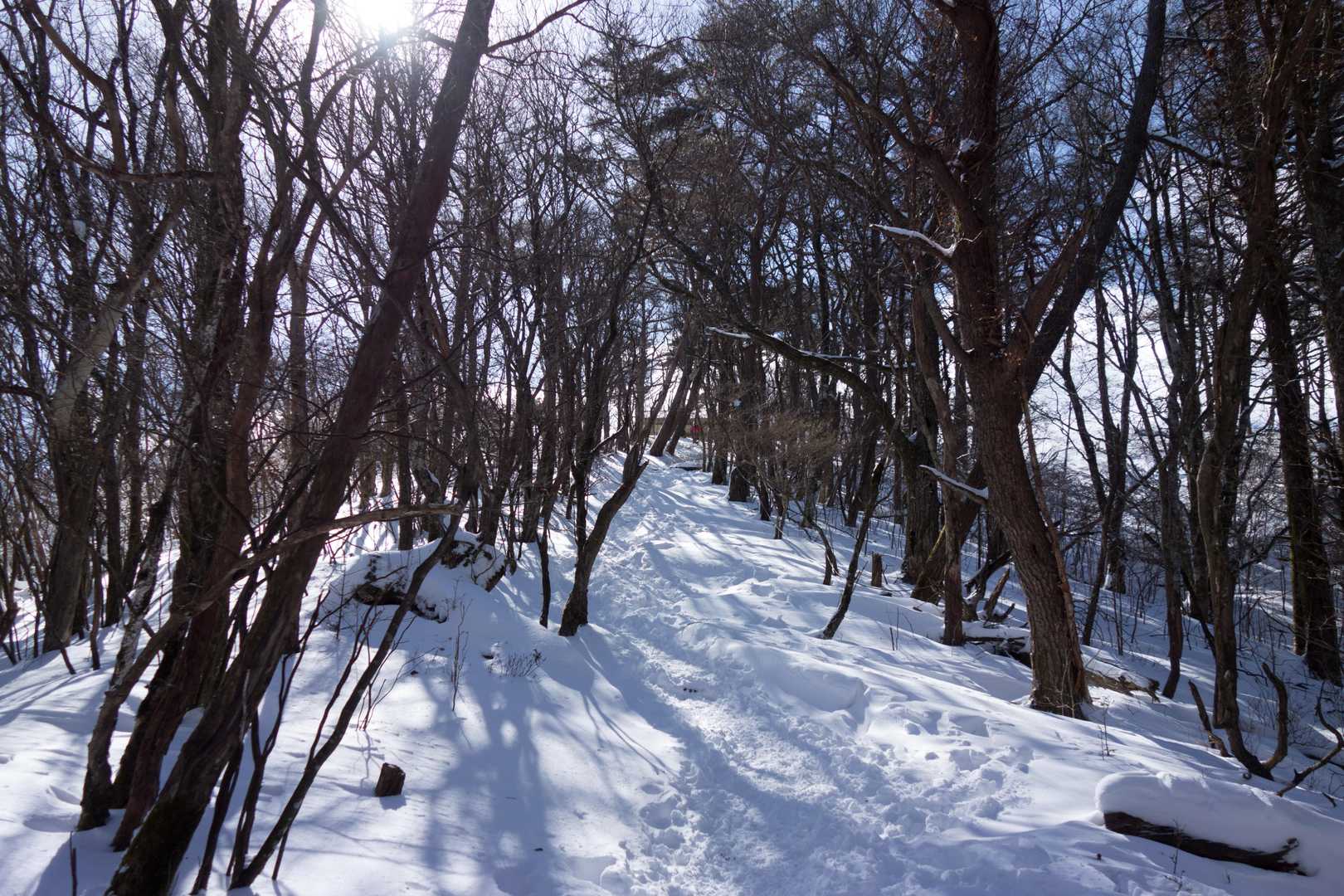 大多賀峠⇒寧比曽岳 / もとさんの坊ヶ峰・石巻山・神石山・葦毛湿原の活動データ | YAMAP / ヤマップ