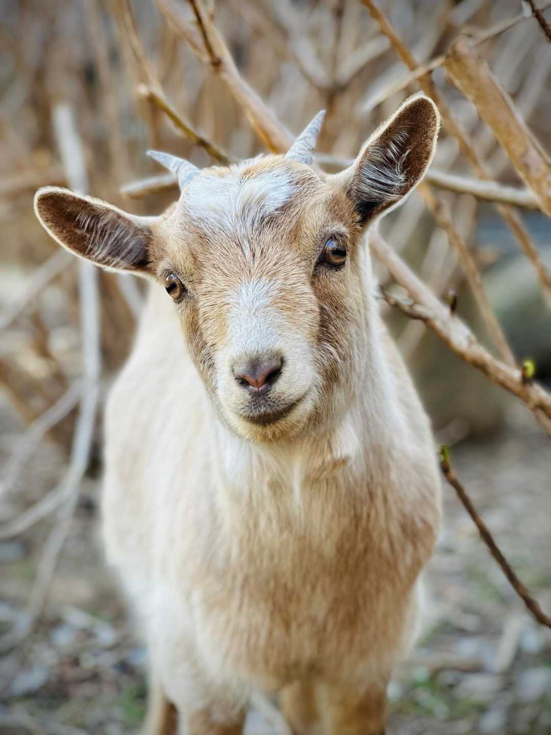 てぃんぱち100座記念はどこでしょうか？ / てぃんぱちさんの加波山・吾国山・難台山の活動データ | YAMAP / ヤマップ