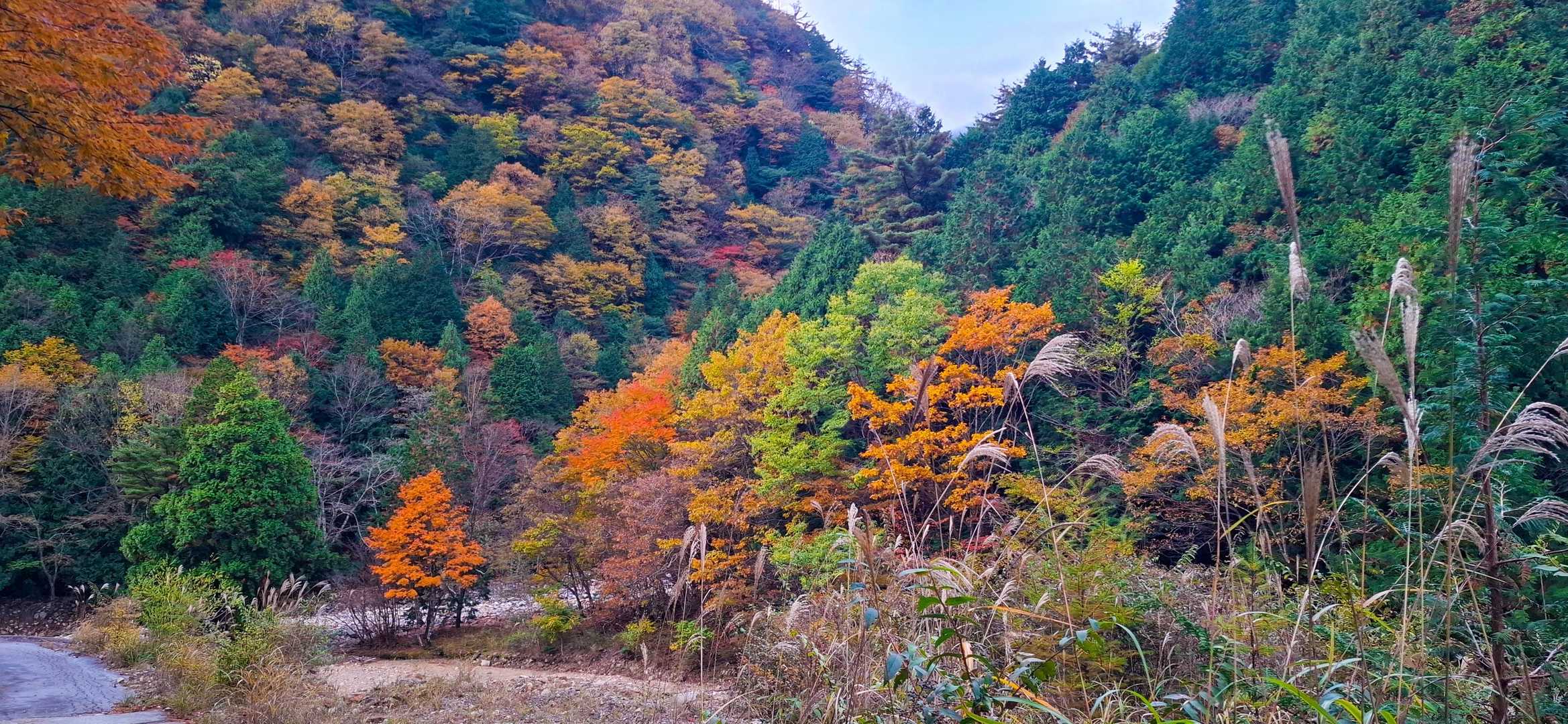 秋の雪 紅を残して 恵那の嶺 / mitchさんの恵那山・大判山・神坂山の活動データ | YAMAP / ヤマップ