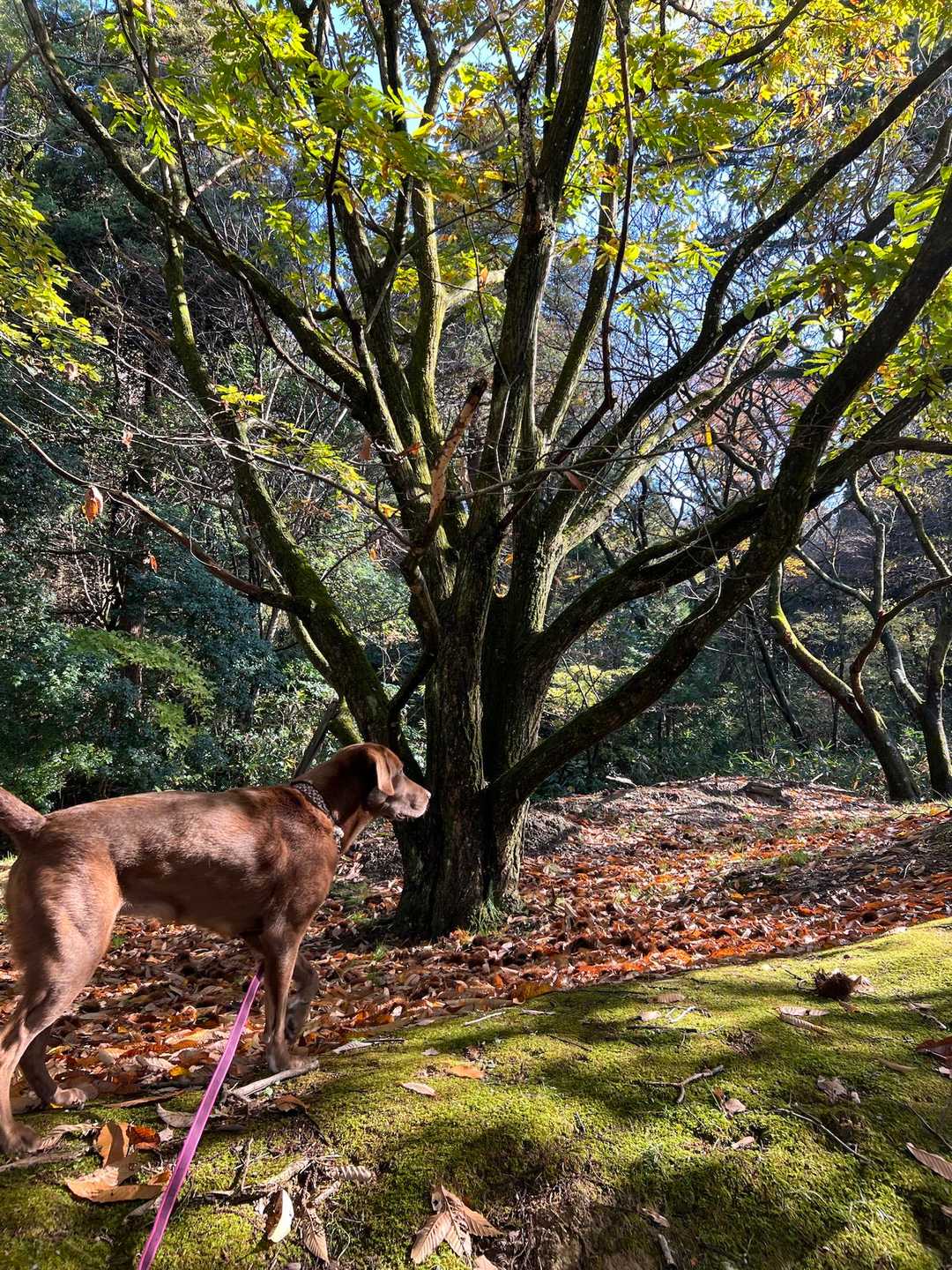 法尻山・城山 / piroさんの呉羽山・城山の活動データ | YAMAP / ヤマップ