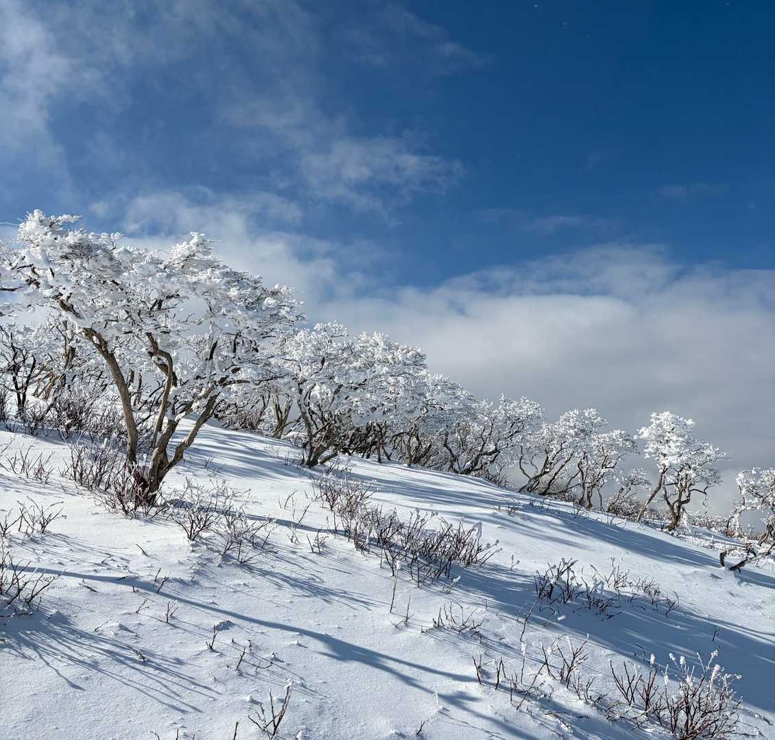 藤原岳 / akariさんの藤原岳・御池岳の活動データ | YAMAP / ヤマップ