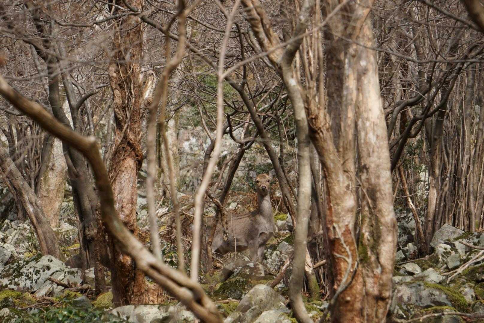 北の頭・入道ヶ岳 / yadaさんの御在所岳（御在所山）・雨乞岳の活動データ | YAMAP / ヤマップ
