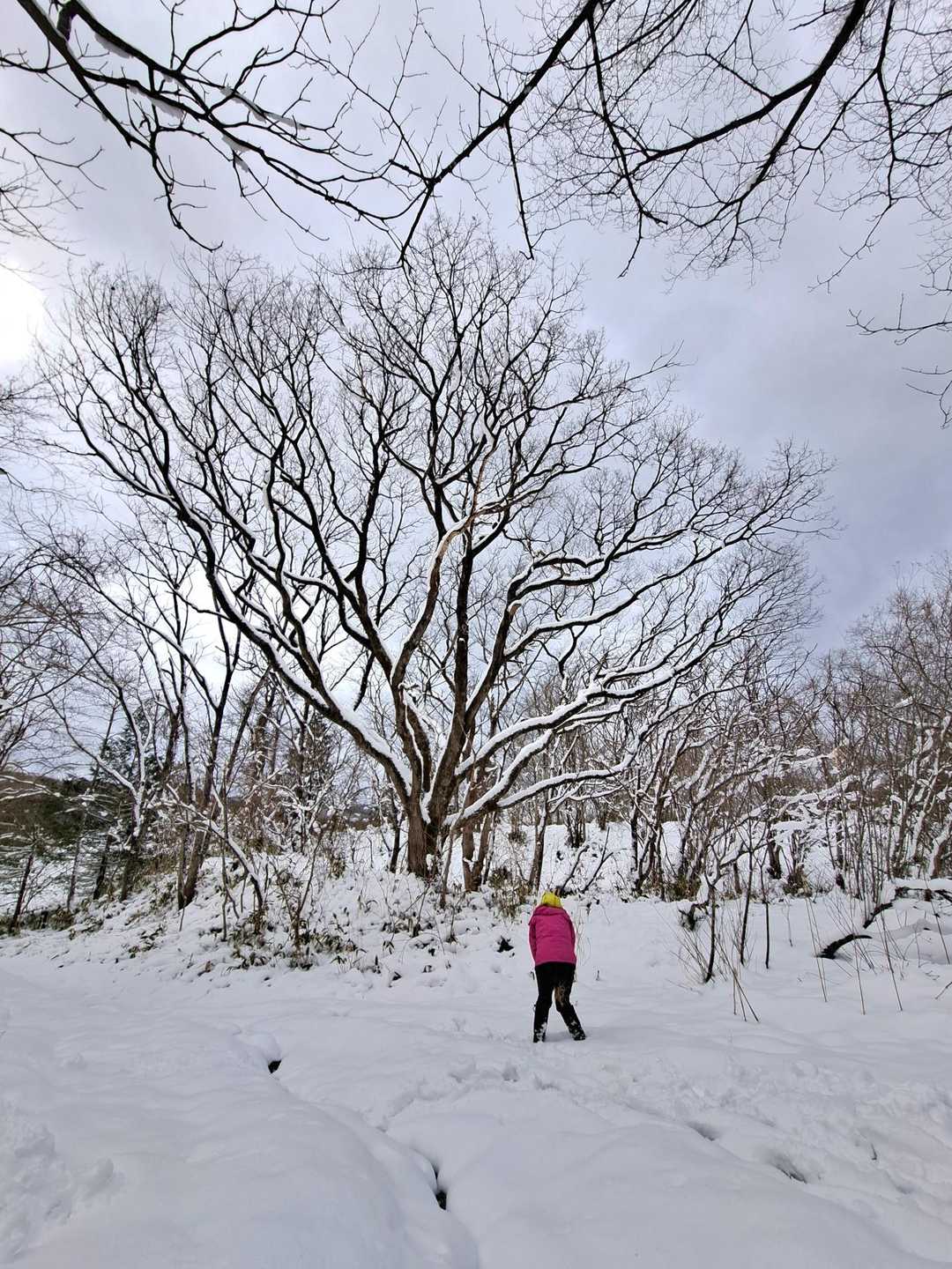 定義古道スノーハイク🥾☃️ 🥰-2025-12-13 / かくチャンさんの船形山（御所山）・泉ヶ岳・蛇ヶ岳の活動データ | YAMAP / ヤマップ