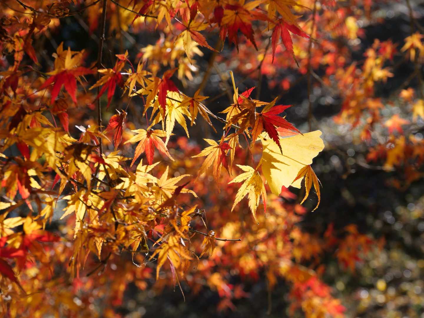 紅葉 / sakaiさんの雁回山の活動データ | YAMAP / ヤマップ
