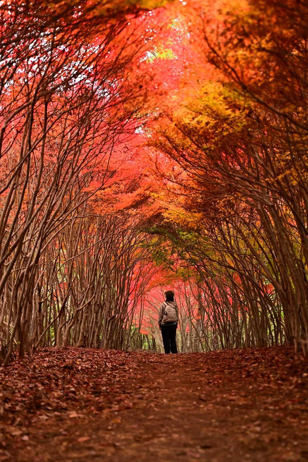 岩石山 / MAN-TEN_Mt-TENさんの岩石山（岩石城）の活動データ | YAMAP / ヤマップ