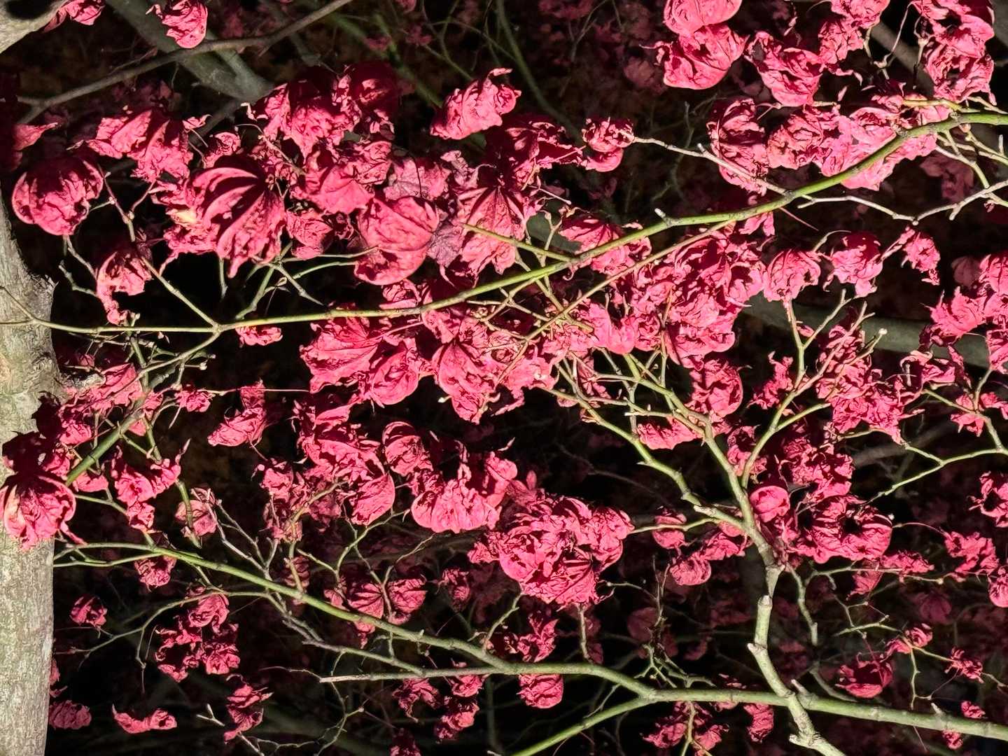 大山紅葉🍁ピーク過ぎて / ちおりさんさんの大山の活動データ | YAMAP / ヤマップ