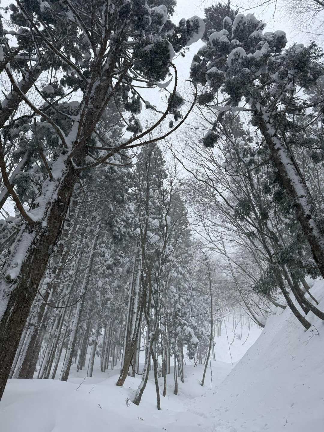氷ノ山（須賀ノ山）・鉢伏山・瀞川山-2026-01-14 / SNさんの氷ノ山（須賀ノ山）・鉢伏山・瀞川山の活動データ | YAMAP / ヤマップ
