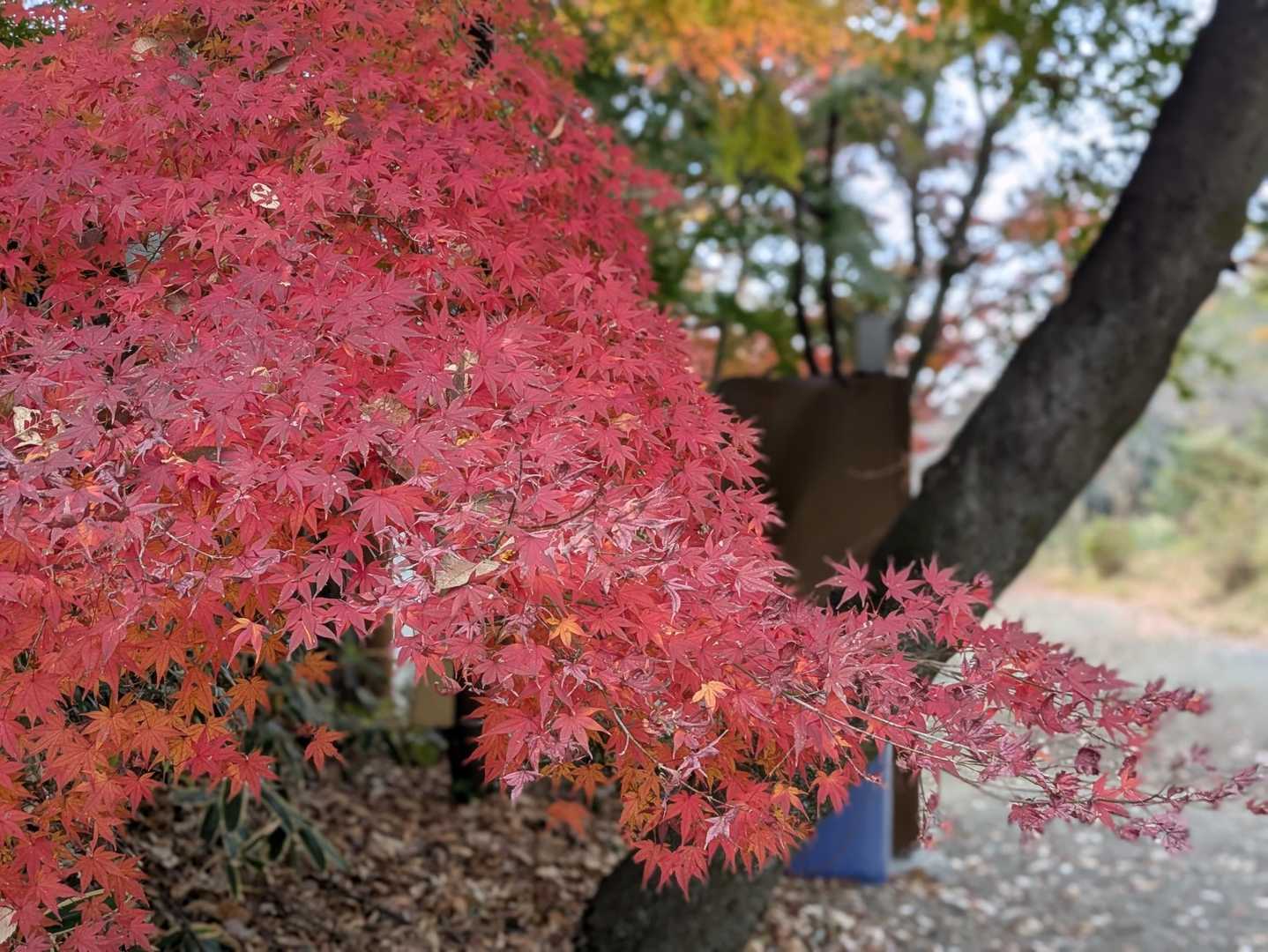 紅葉見に行こうよう登山🍁（浅間山・権現山・弘法山・吾妻山） / teppさんの弘法山の活動データ | YAMAP / ヤマップ