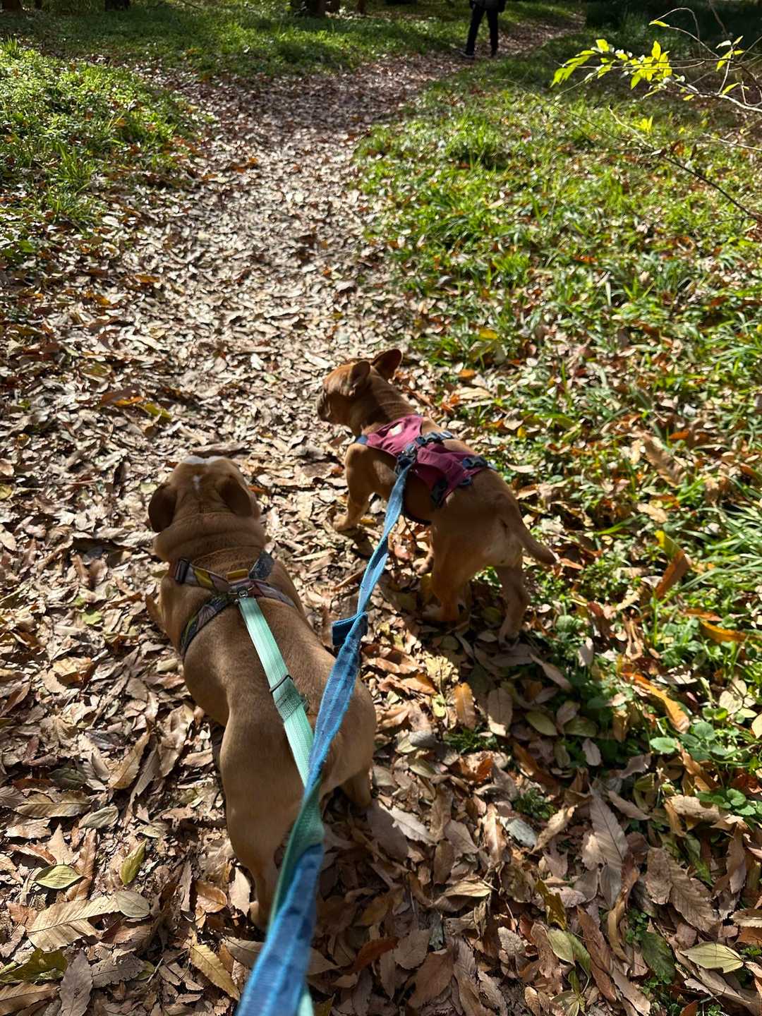 大泉緑地さんぽ / きくり登山🐾あちゃも一緒さんの双子山・笠伏山・小笠山・双ヶ丘の活動データ | YAMAP / ヤマップ