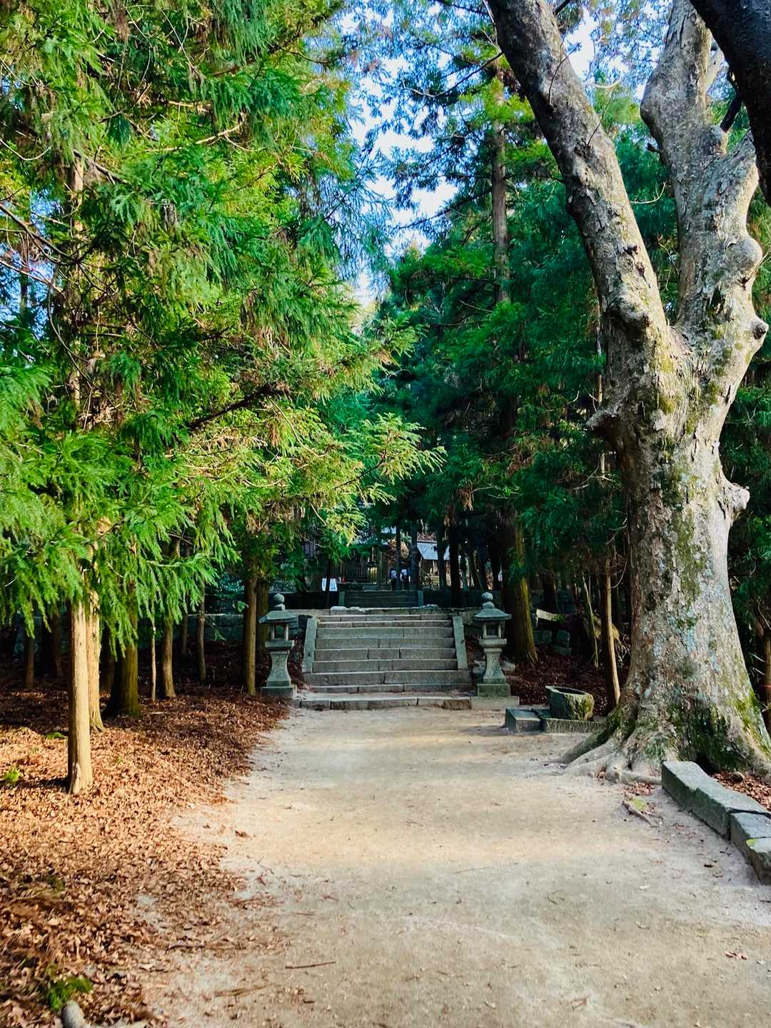 猿投山 / hiromitsuuuさんの猿投山・物見山の活動データ | YAMAP / ヤマップ